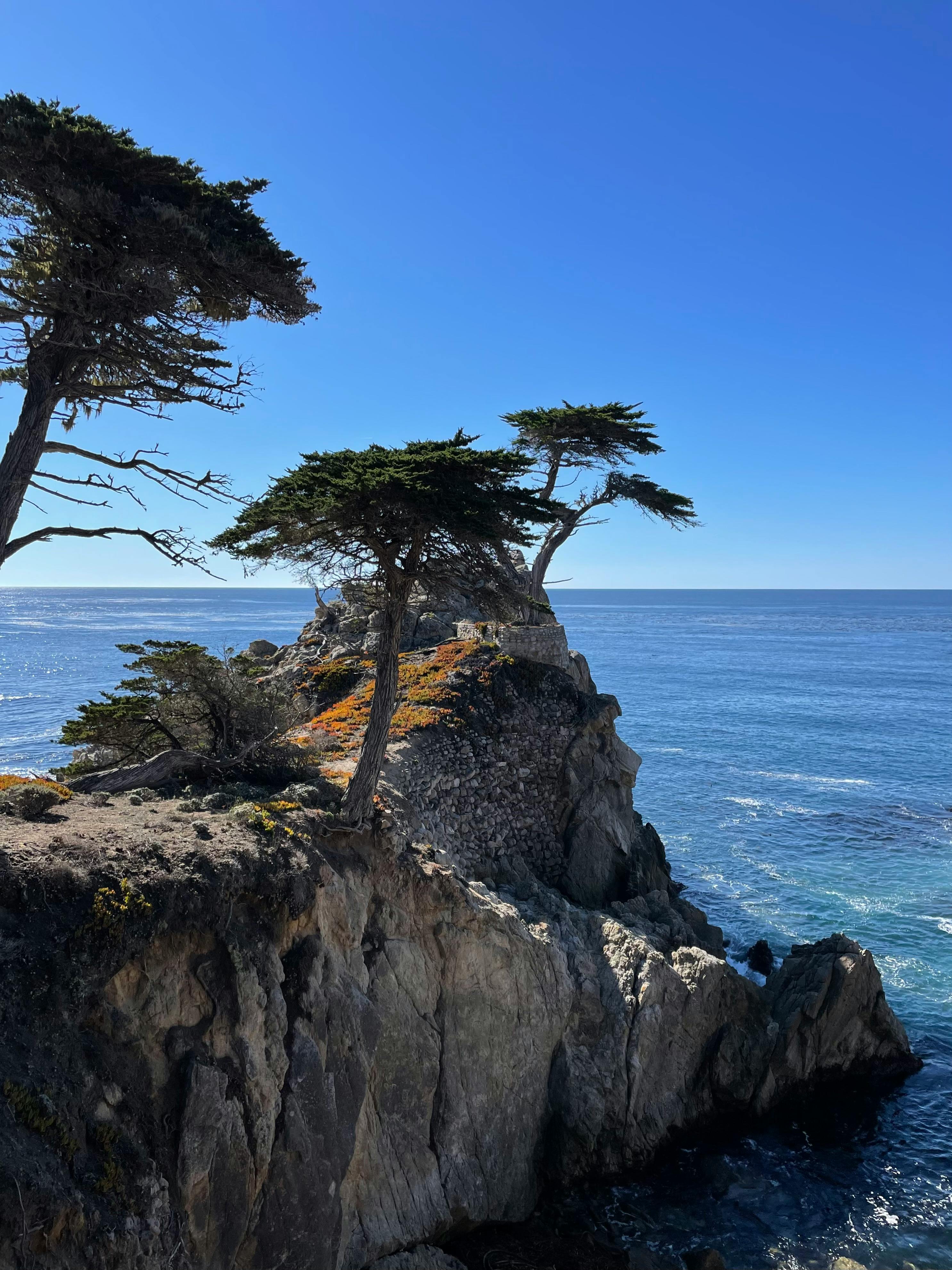 Photo of Three Cypress Trees on a Cliff by the Sea · Free Stock Photo