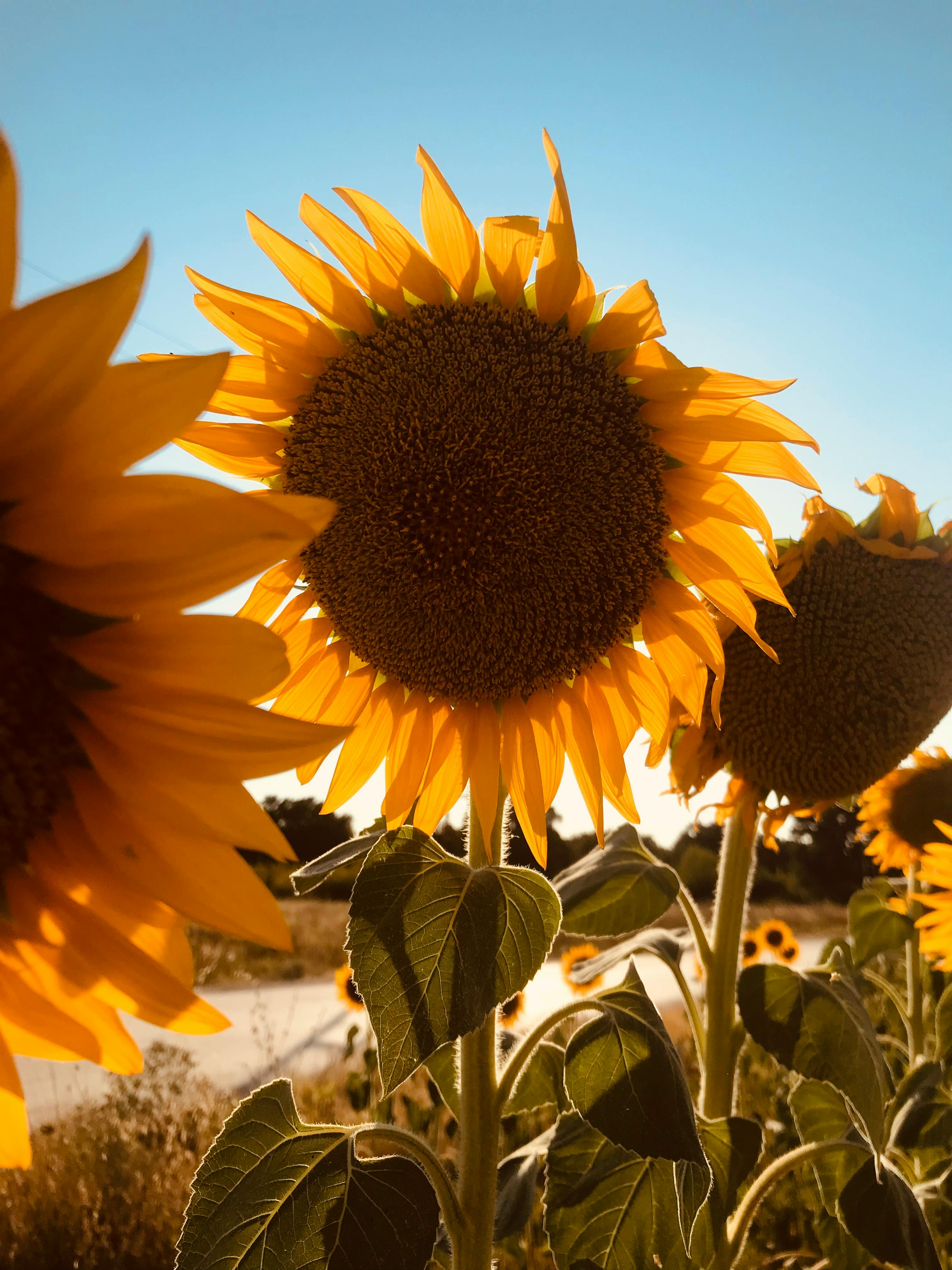 Close-up Photo of a Sunflower in Bloom · Free Stock Photo