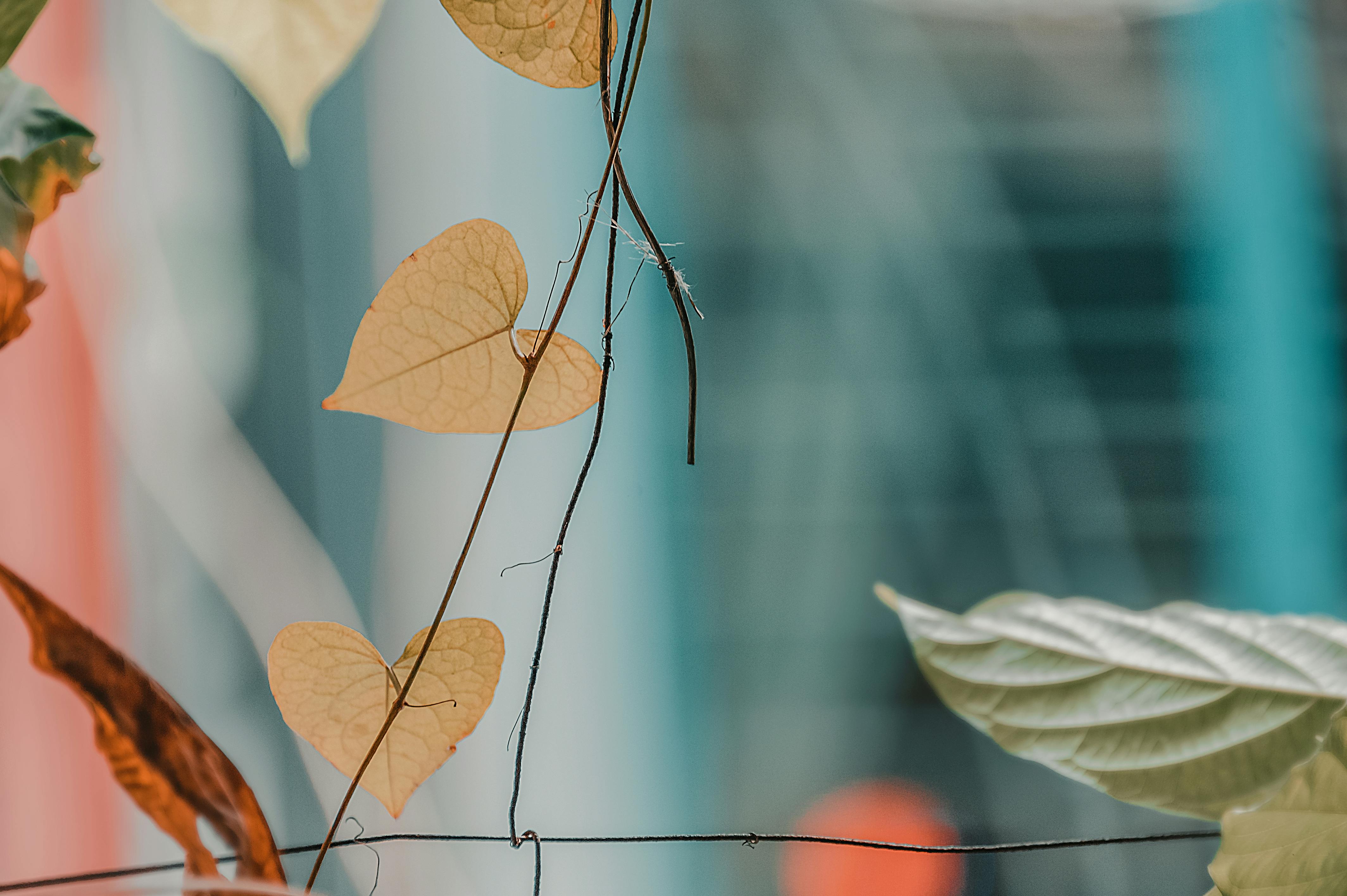 Ovate-shaped Beige Leaf · Free Stock Photo