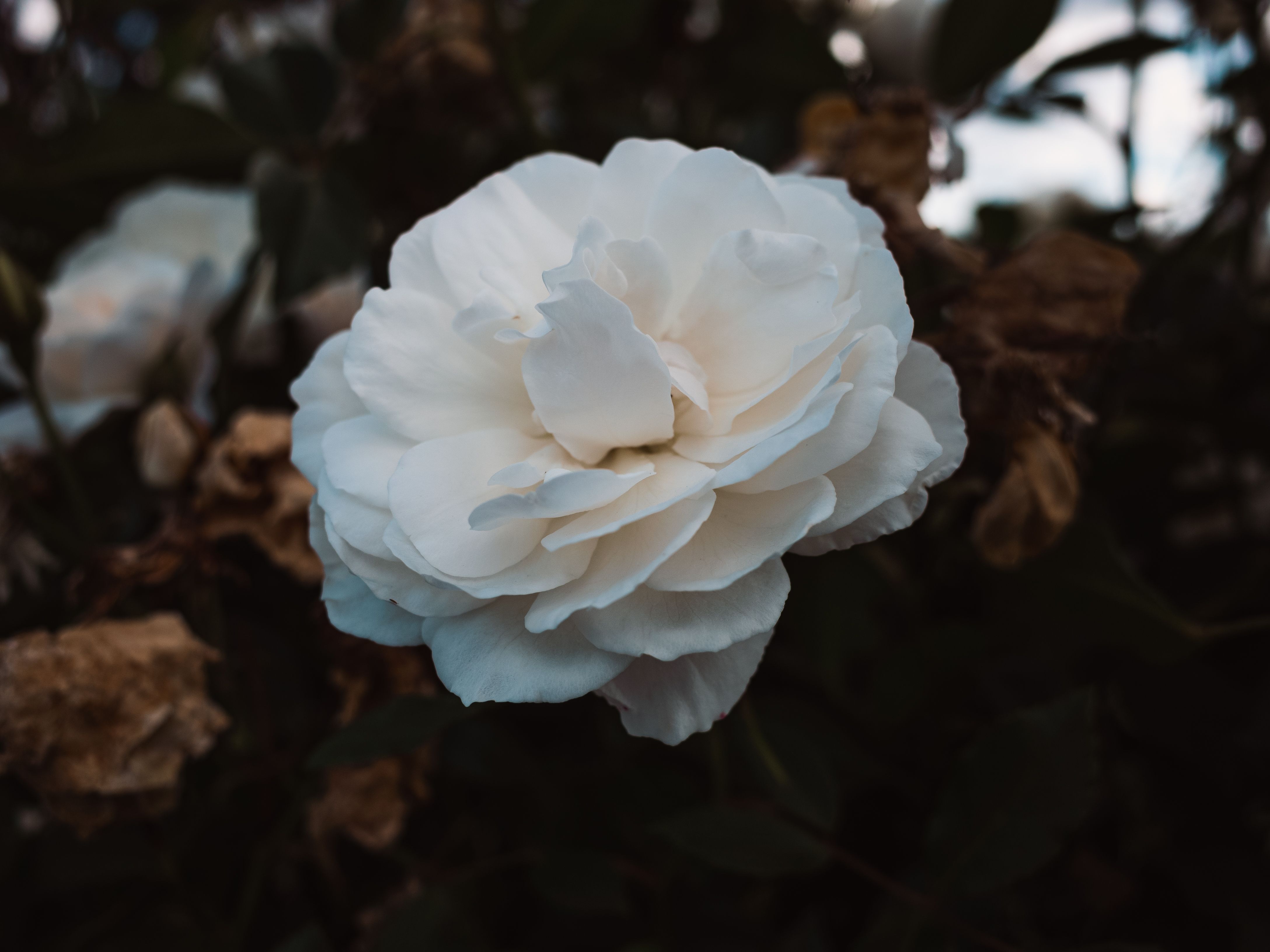 White Flower in Close Up Photography · Free Stock Photo