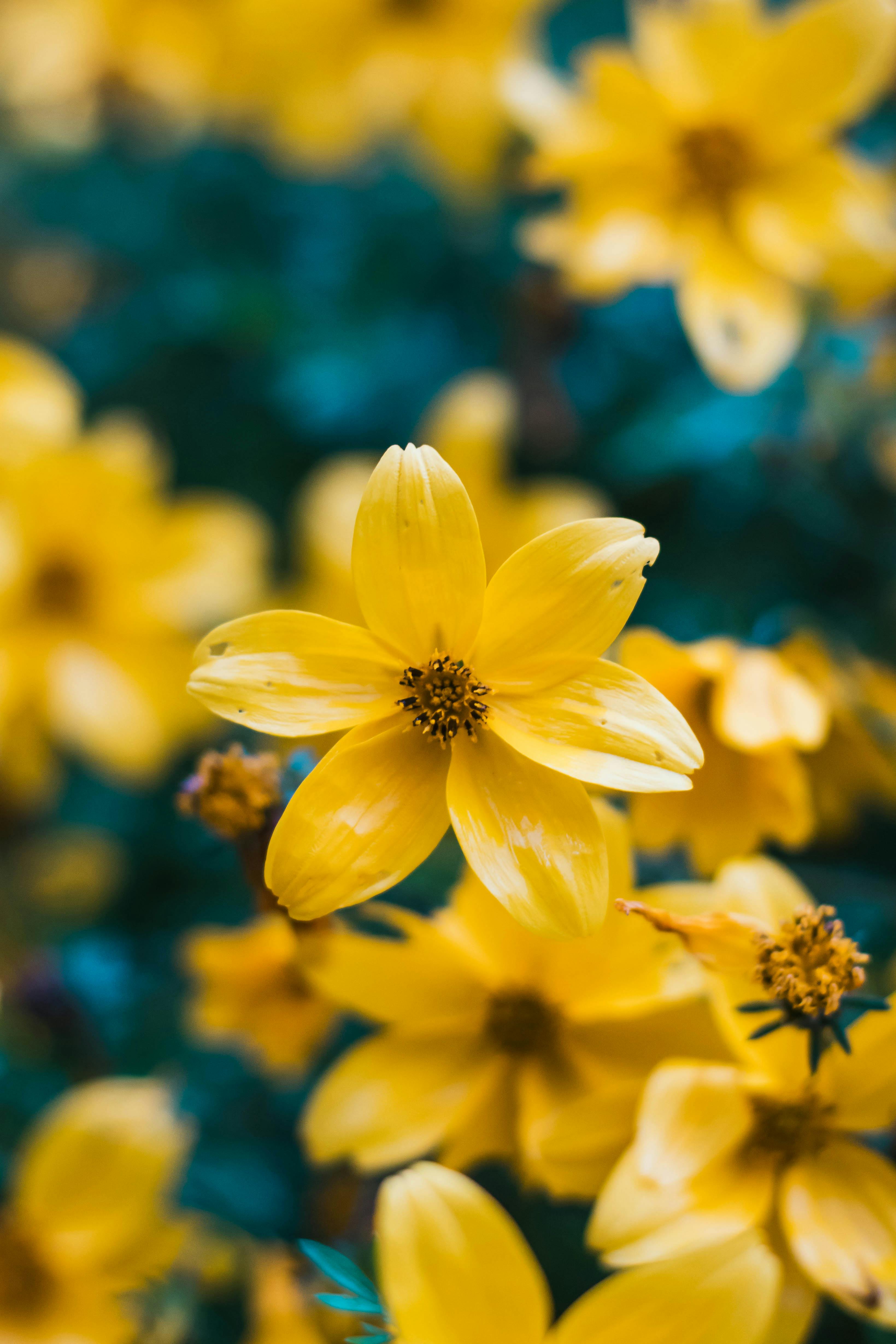 A Flower in Bloom · Free Stock Photo
