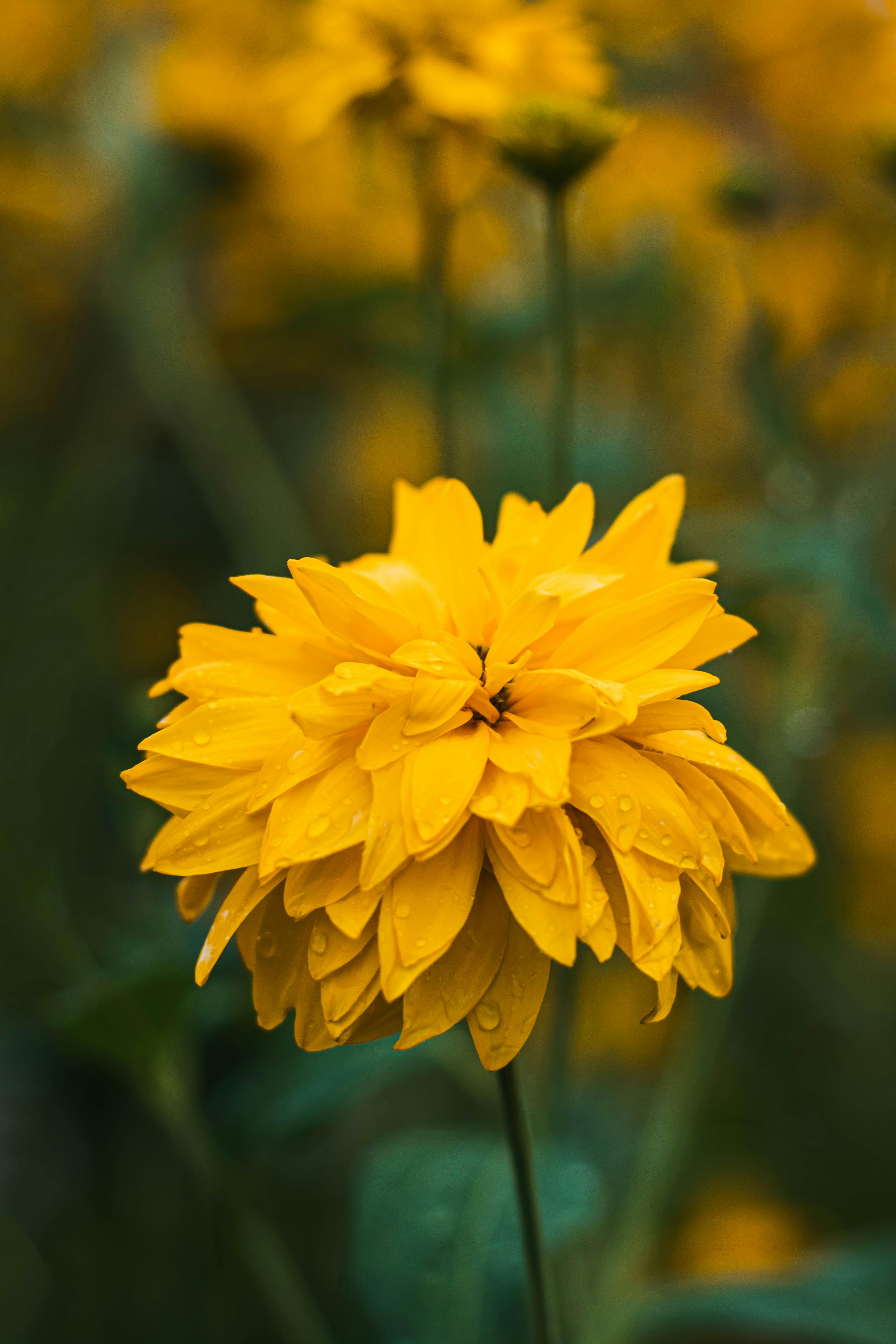 Close Up Photo of Yellow Flower · Free Stock Photo