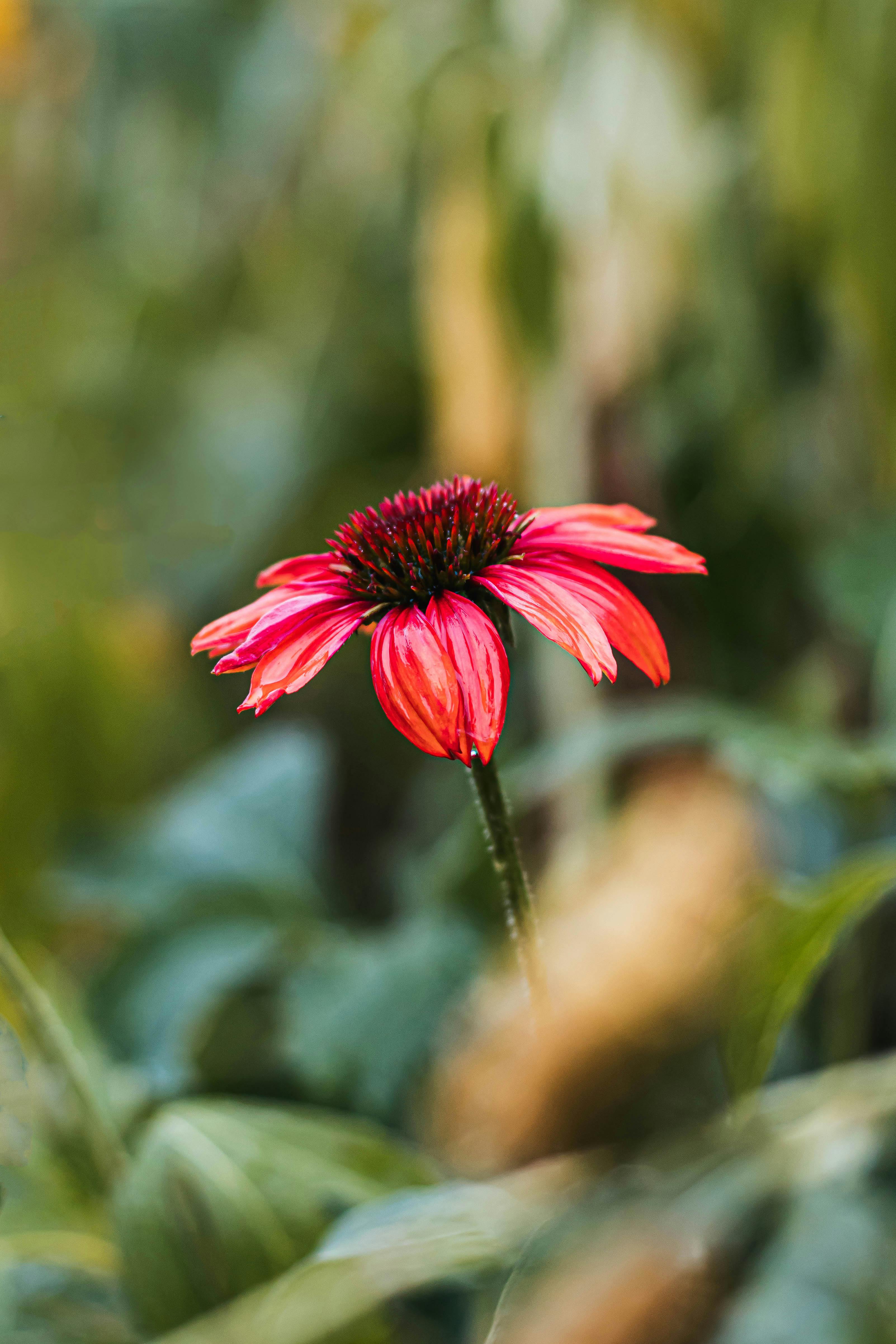 Photo of Yellow Coneflowers in a Watering Can · Free Stock Photo