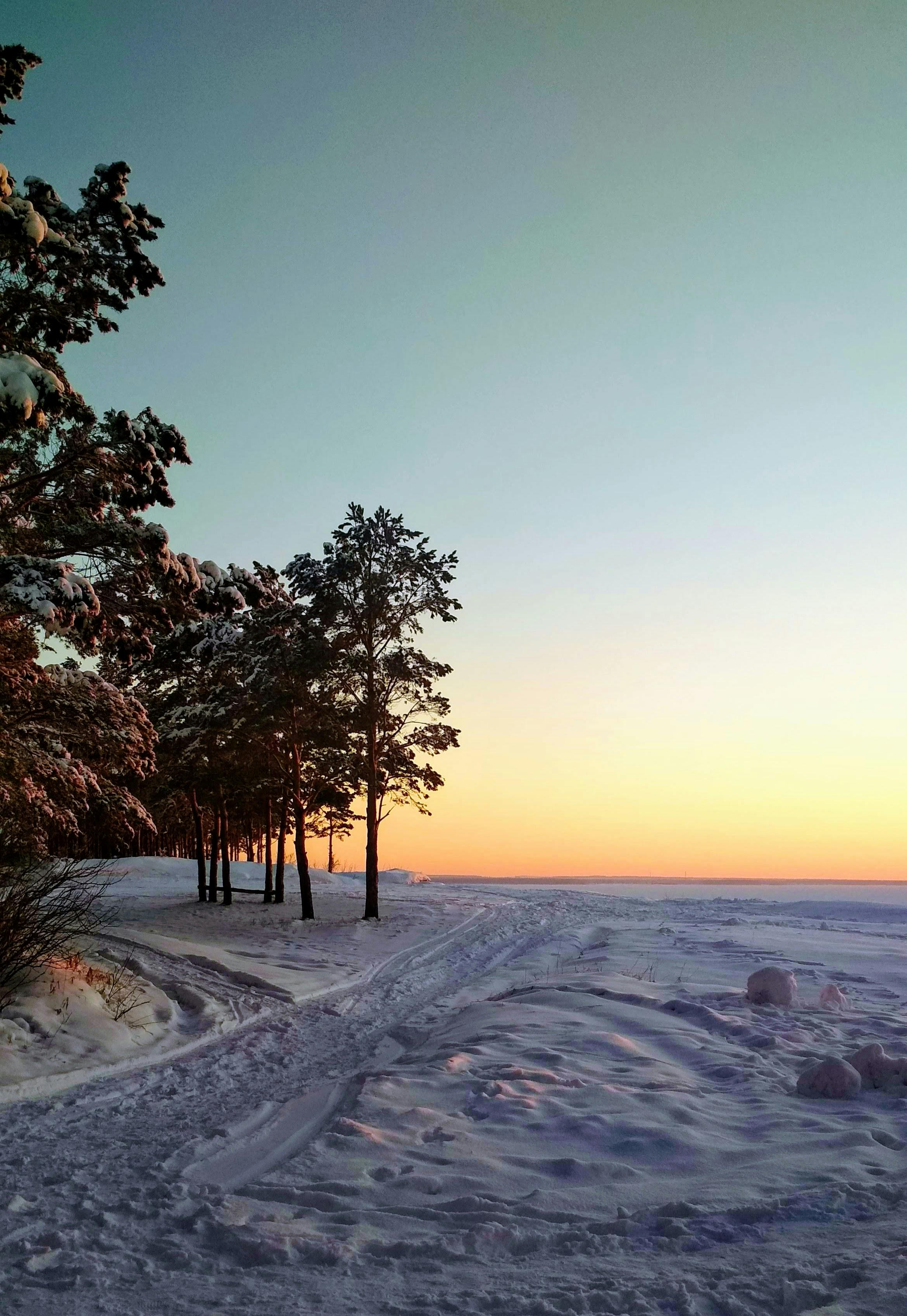 Trees on Snow Covered Ground · Free Stock Photo