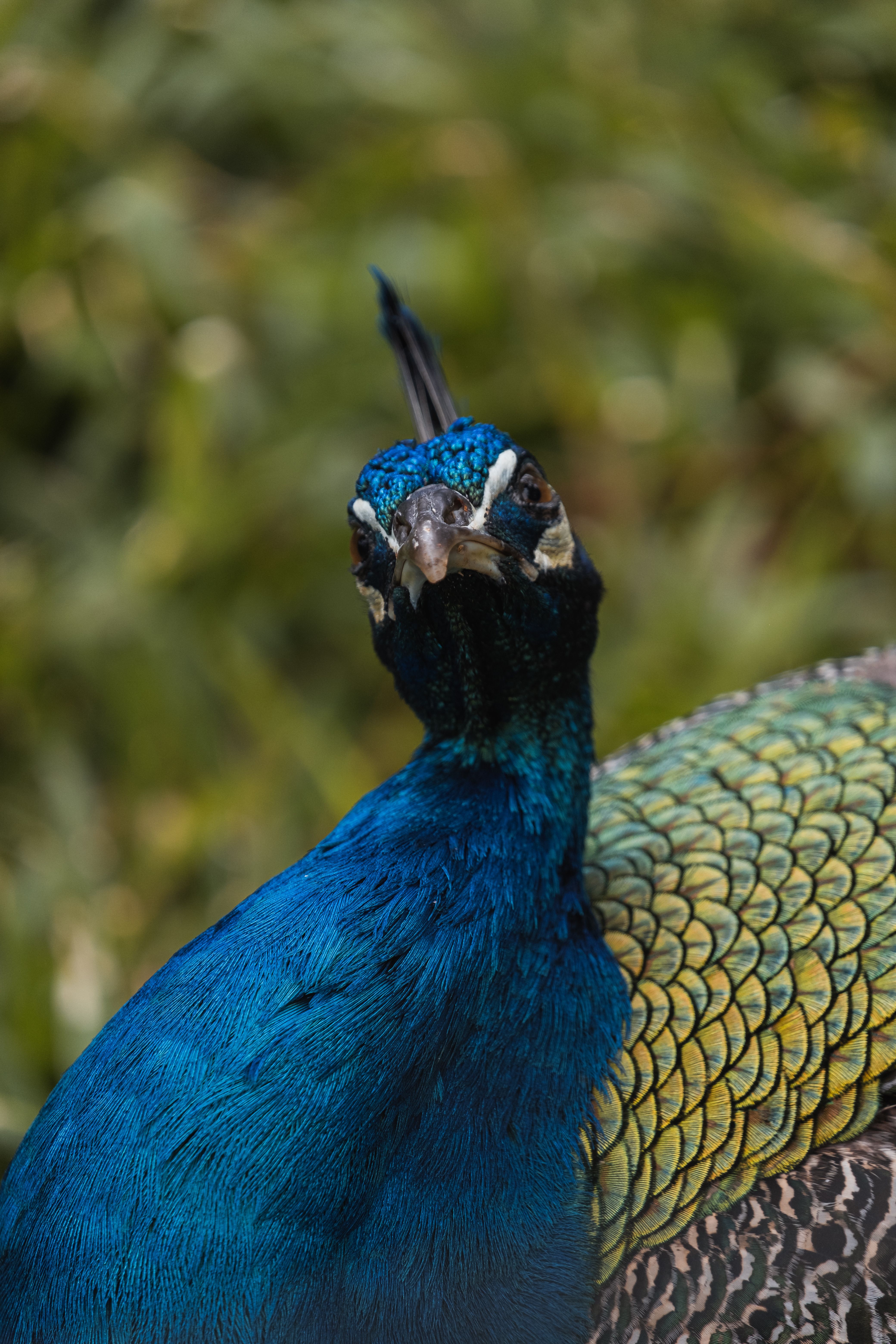 Close-Up Photo Of Peacock · Free Stock Photo