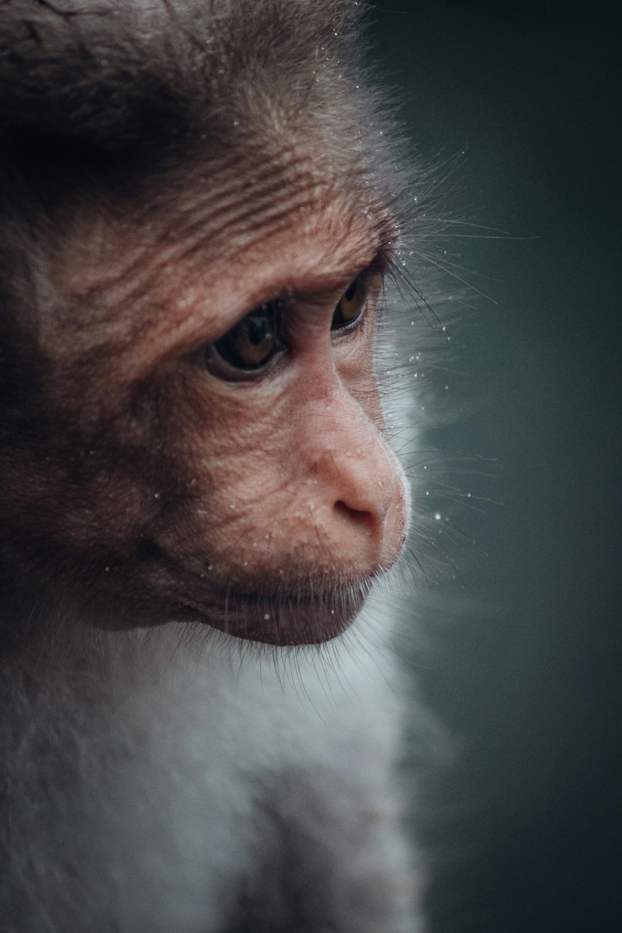 Photo of a Monkey · Free Stock Photo
