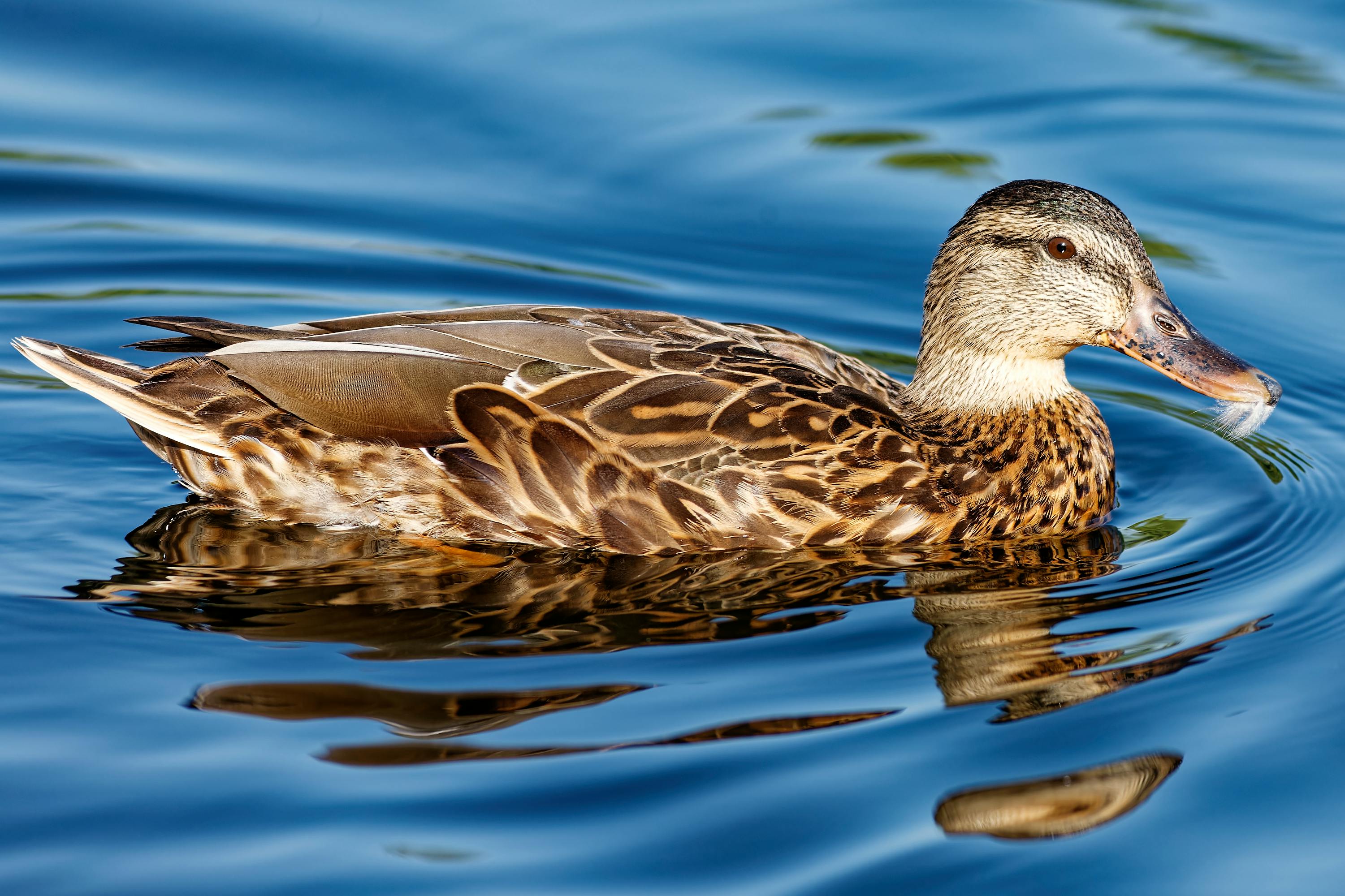 Close Up Photo of a Duck · Free Stock Photo