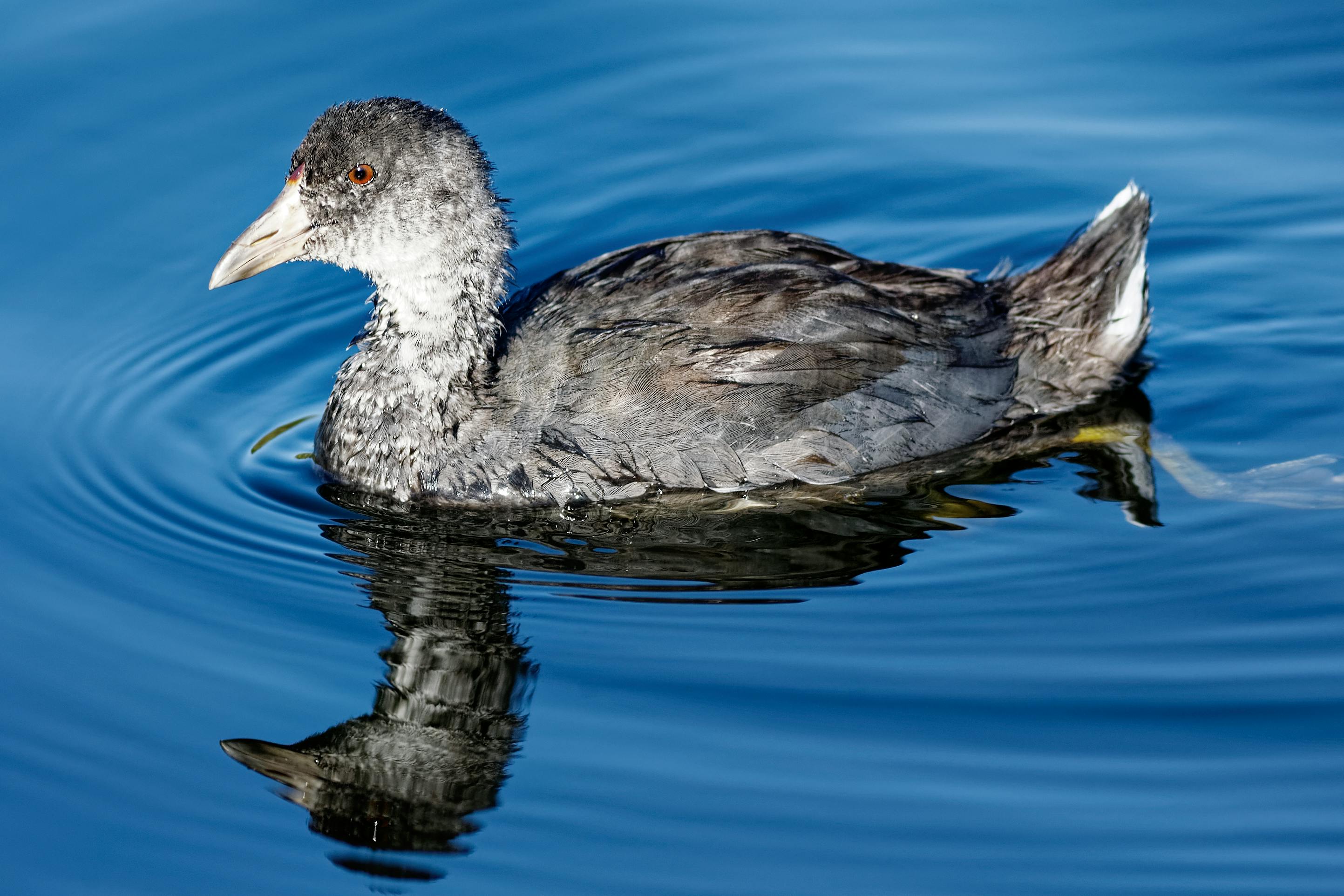 Blue Bill Duck Photos, Download The BEST Free Blue Bill Duck Stock ...