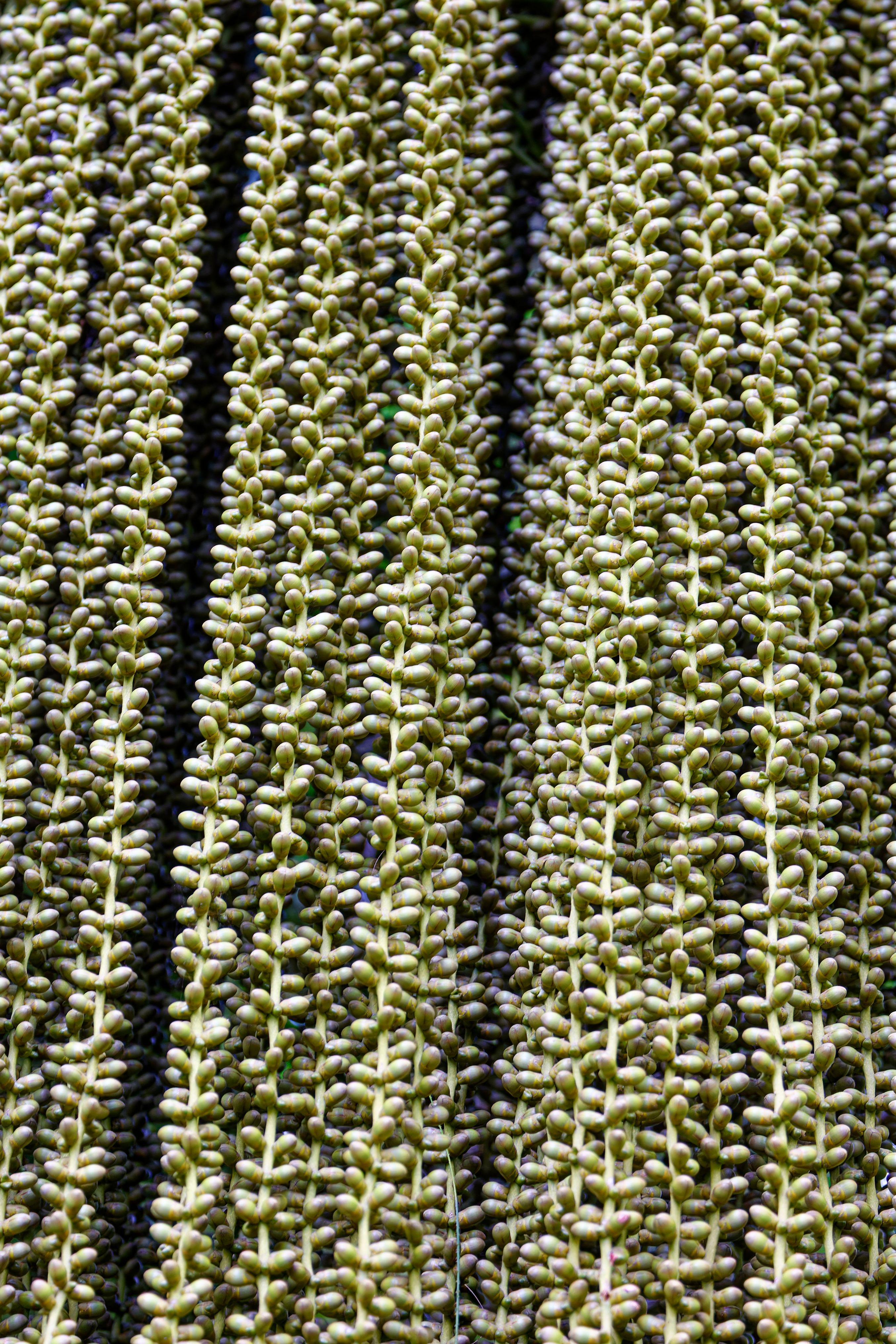 Close-up of a Fern Green Micro Cord · Free Stock Photo