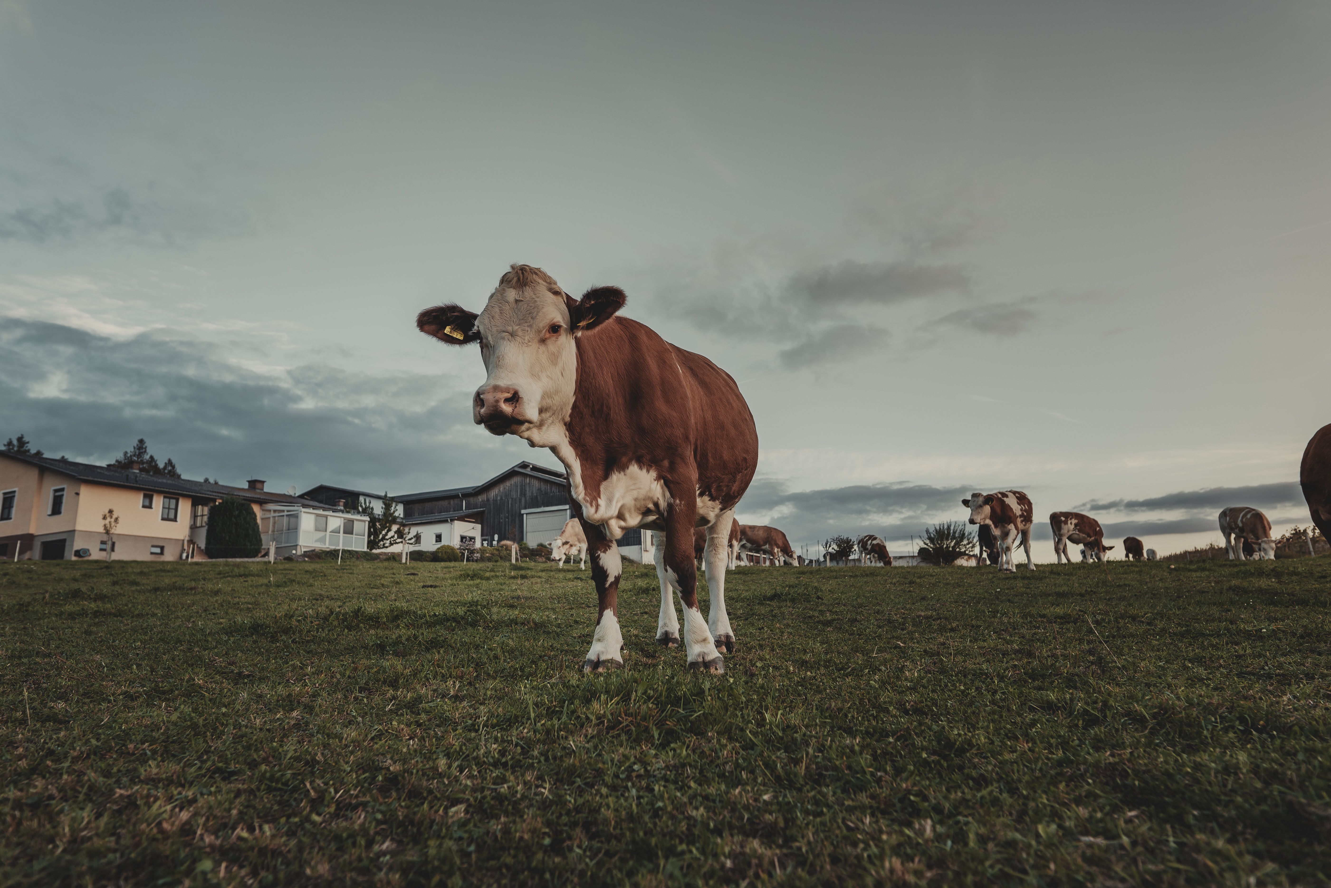 Cow Ka Wallpaperga Photos, Download The BEST Free Cow Ka Wallpaperga ...