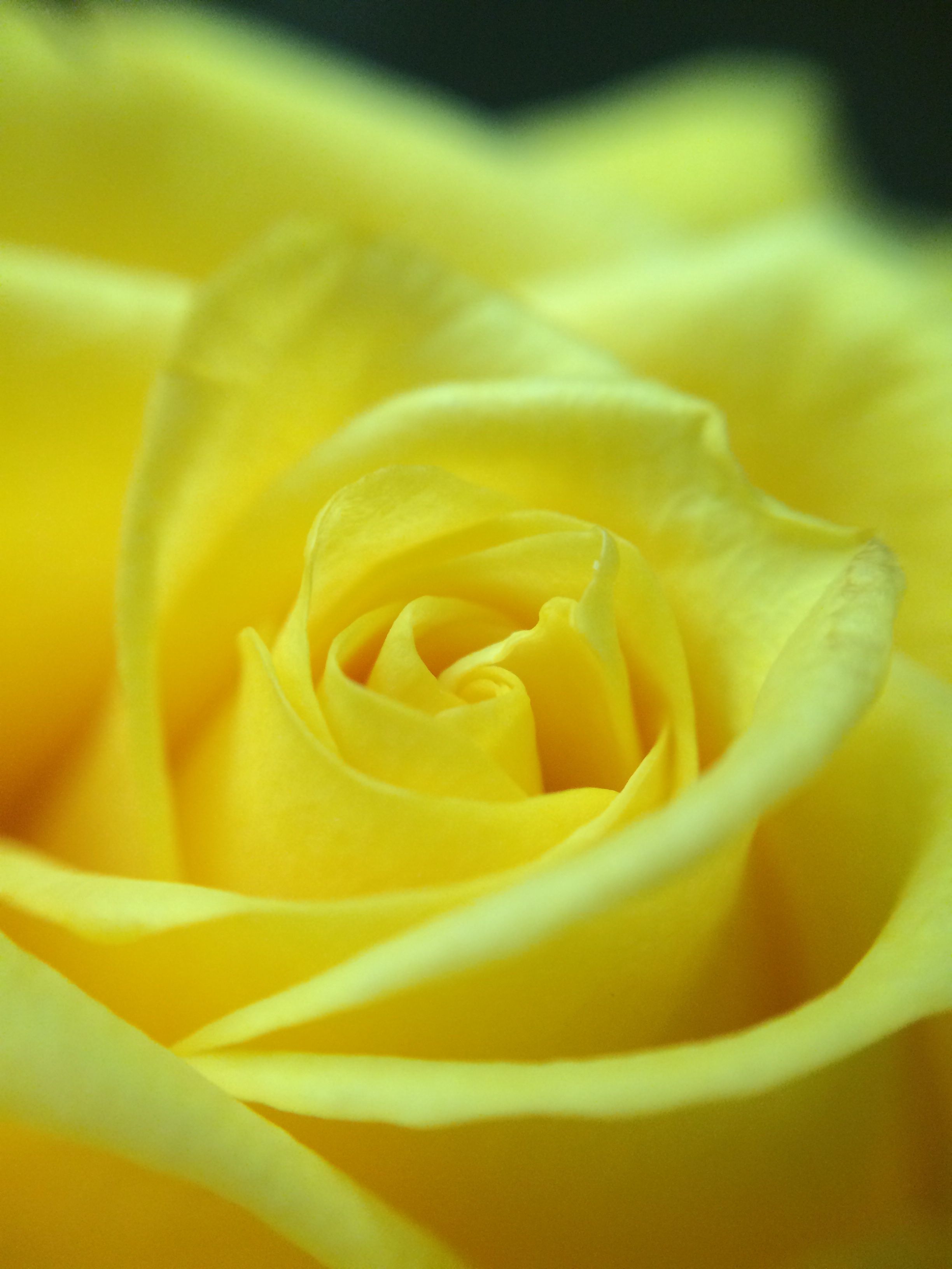 Yellow Roses in Close Up Shot · Free Stock Photo