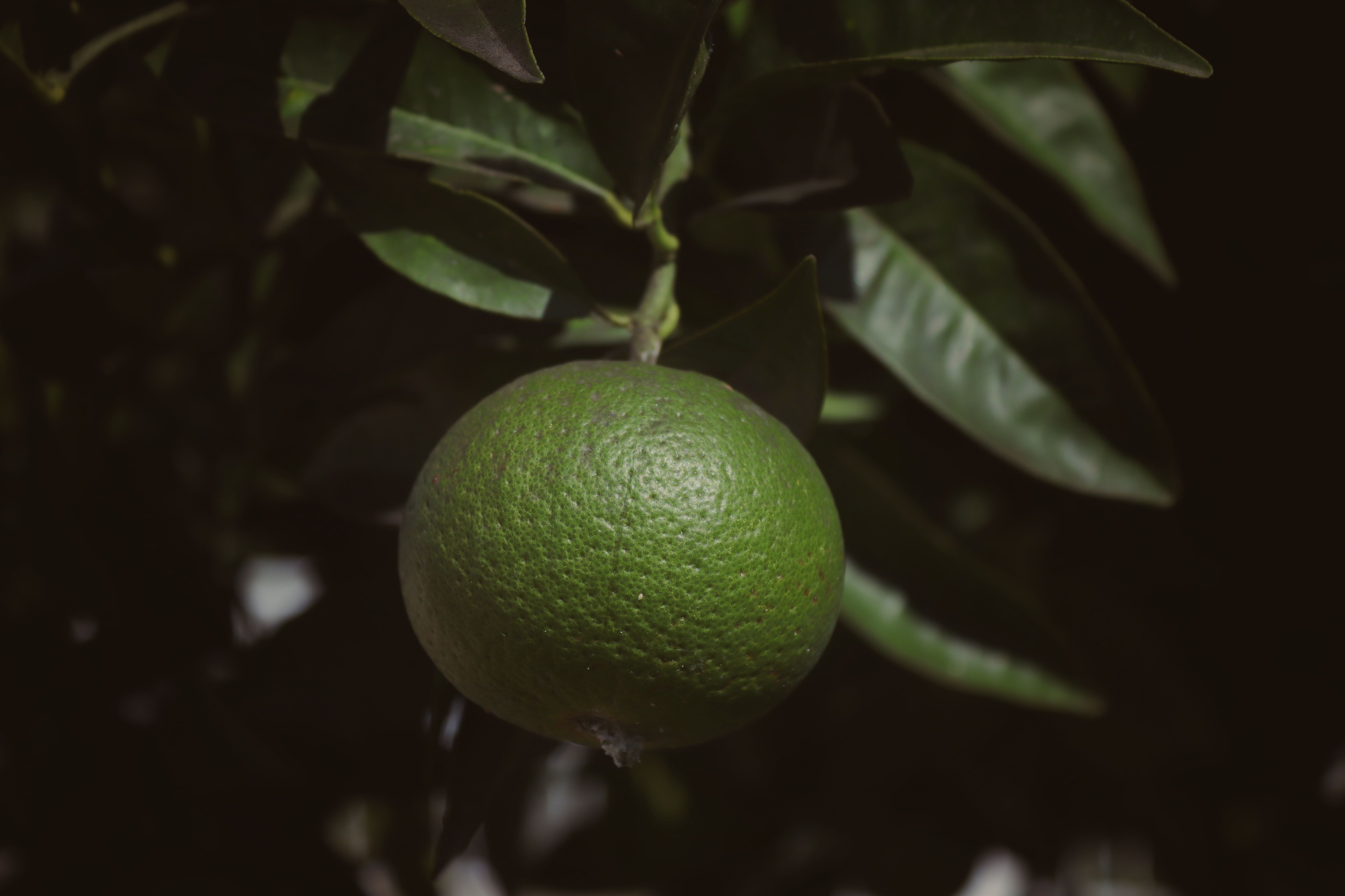 Close-up of a Green Fruit · Free Stock Photo