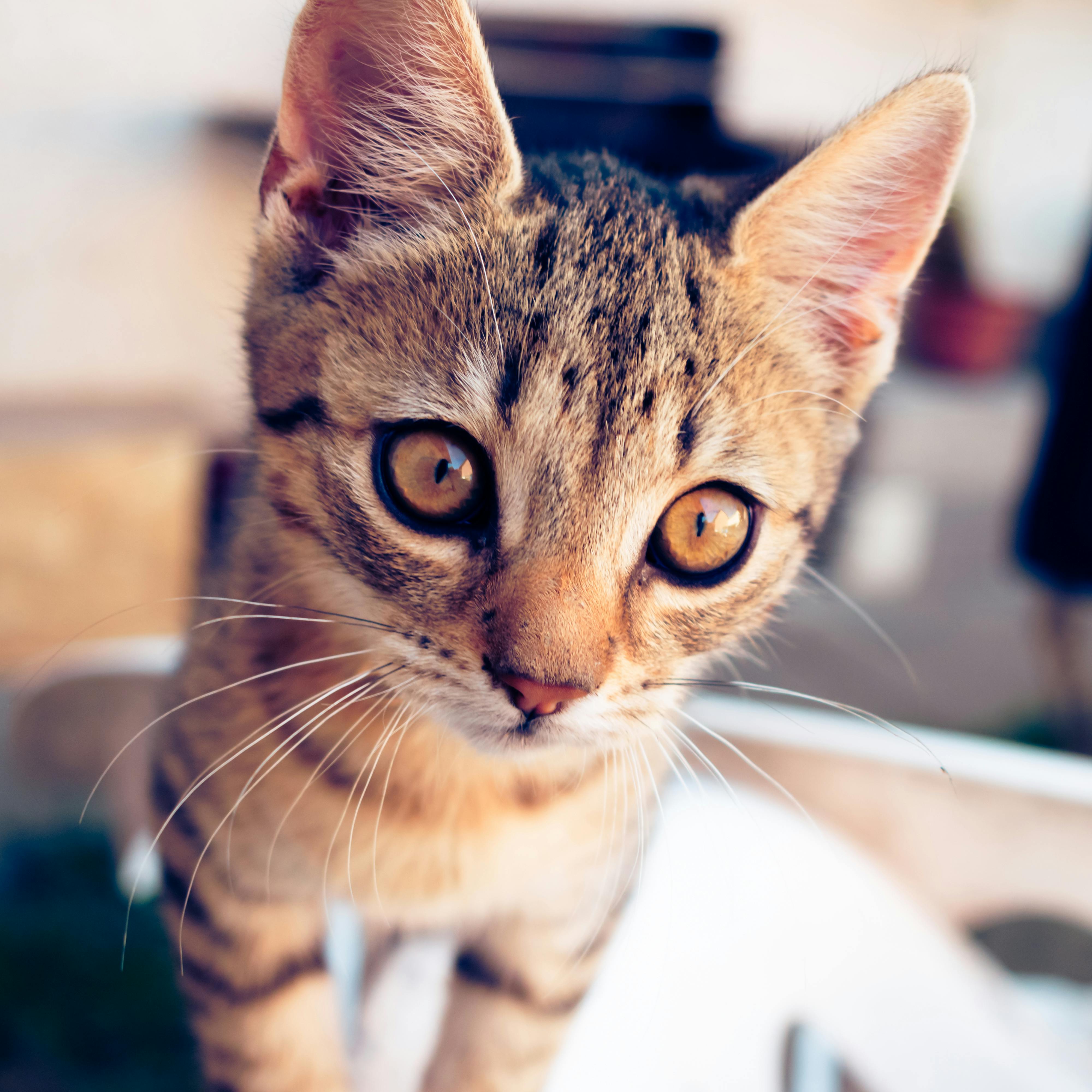 Mexican Cat Photos, Download Free Mexican Cat Stock Photos & HD Images