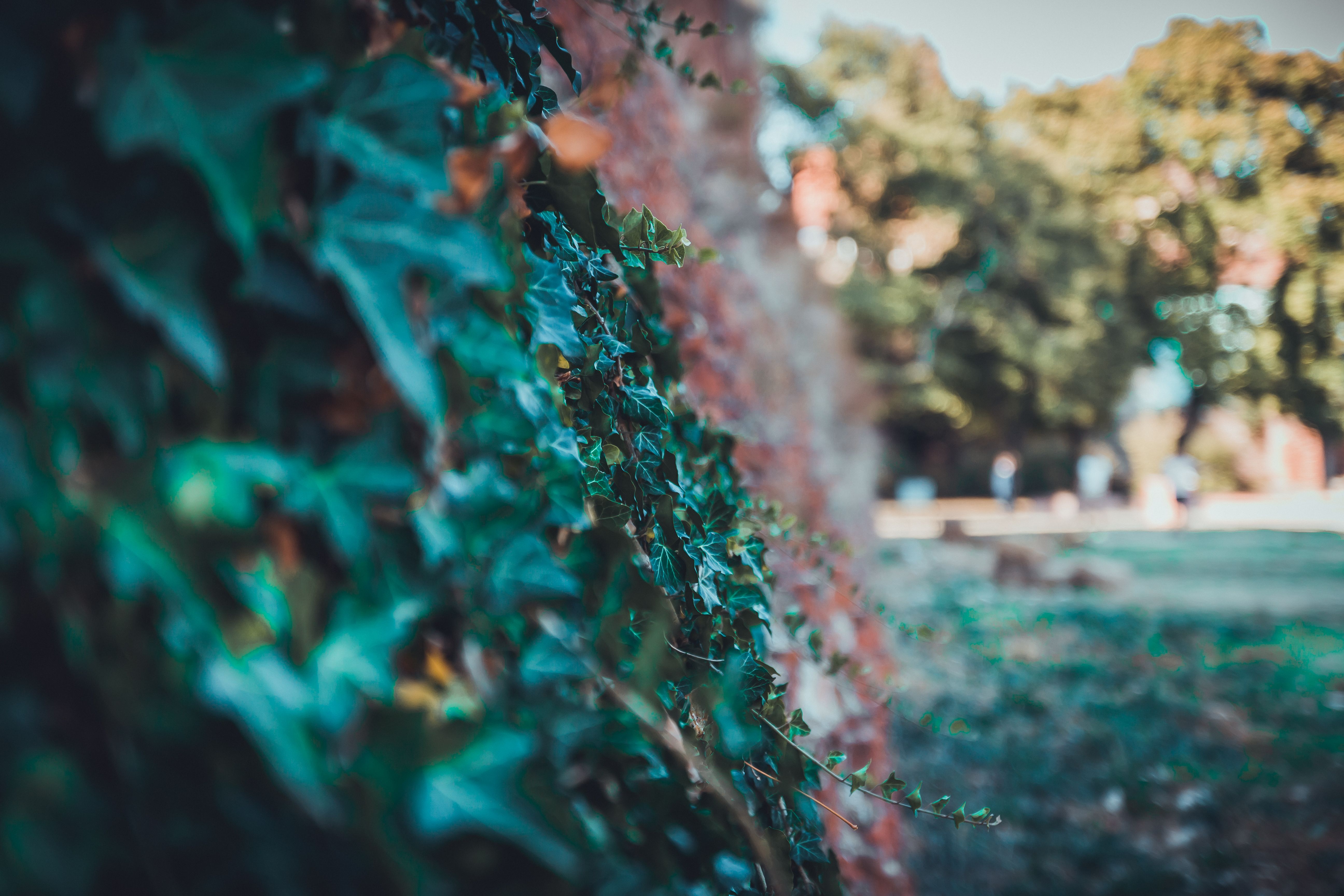 Selective Close-up Photography of Bushes · Free Stock Photo