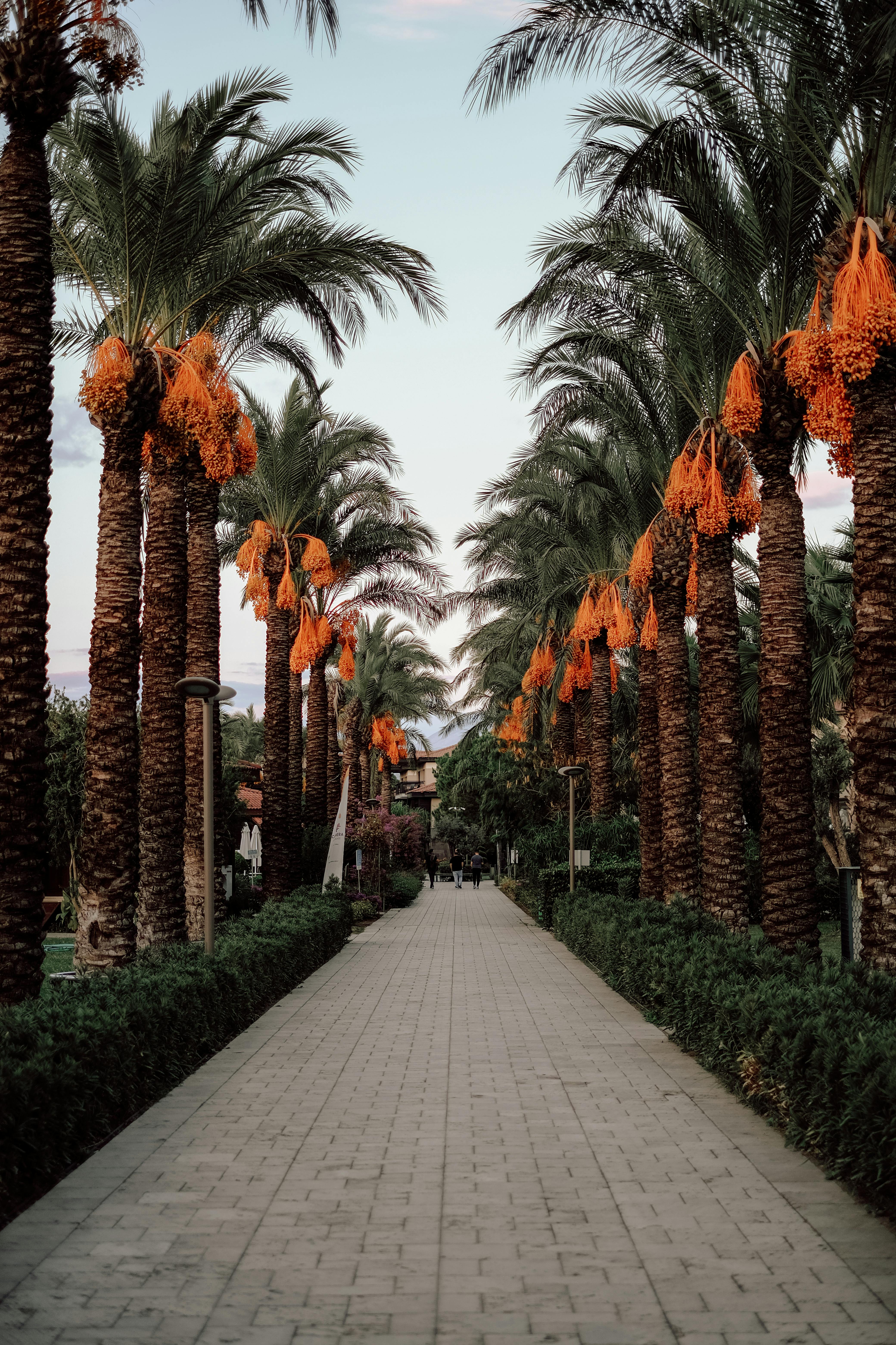 A Pathway Lined with Date Palm Trees · Free Stock Photo