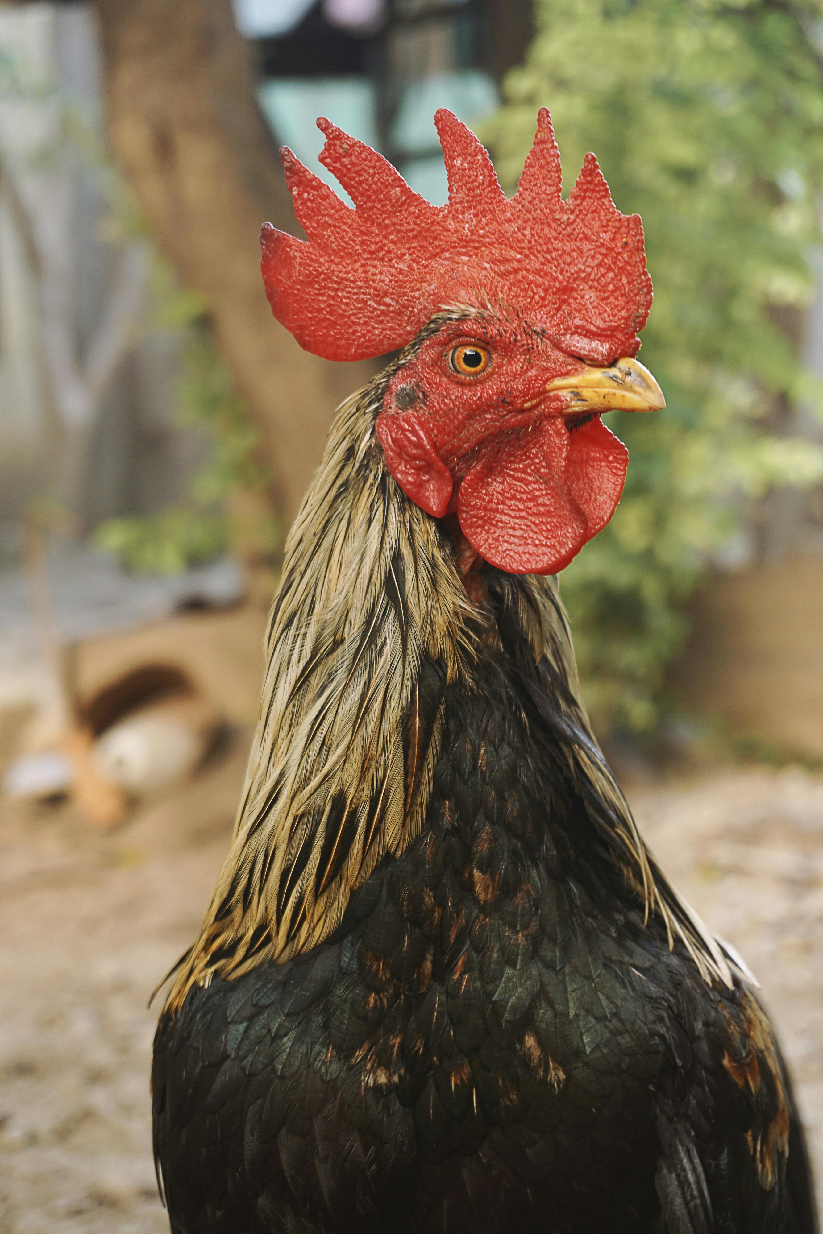 Close-Up Shot of a Rooster · Free Stock Photo