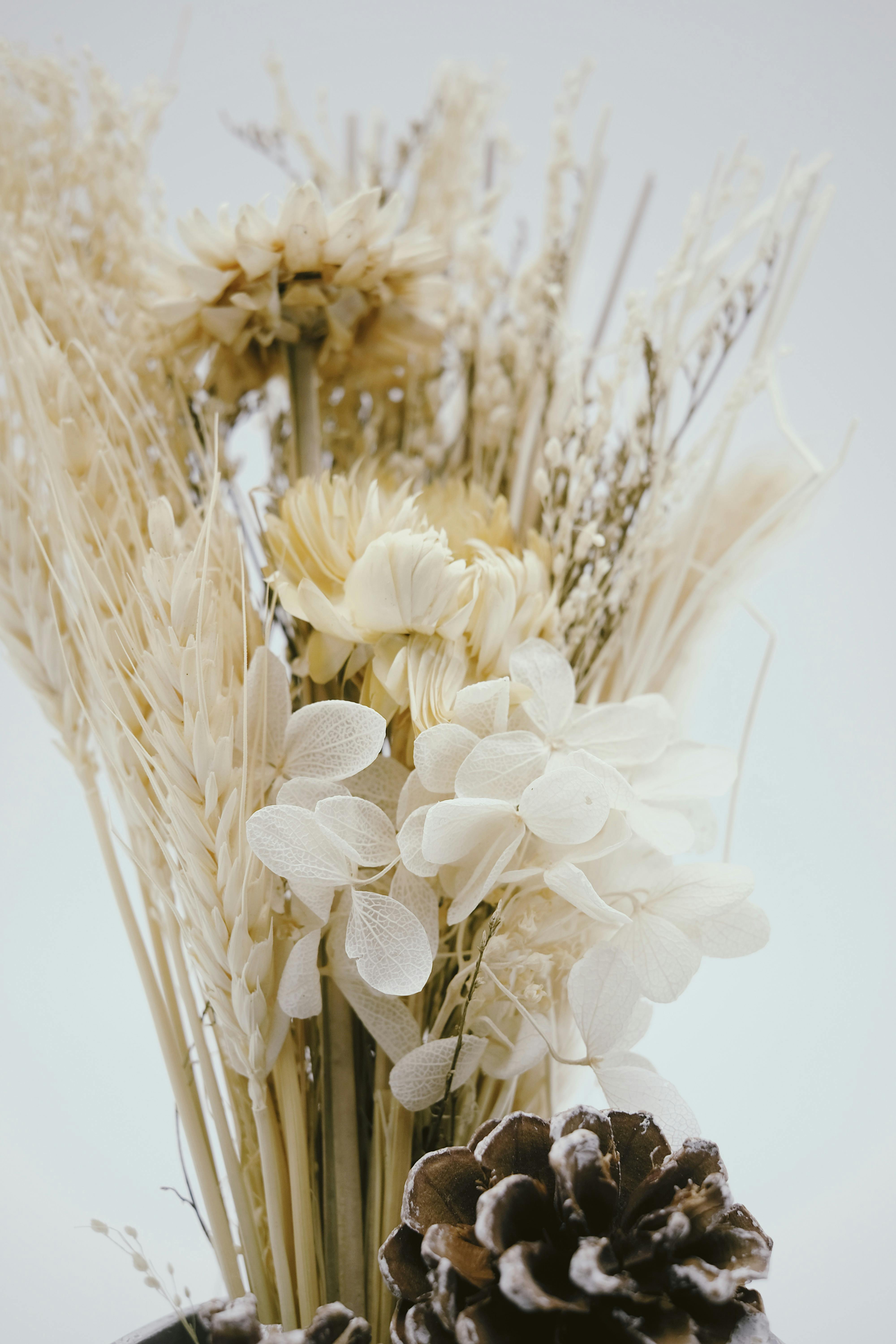 Dry Bouquet on White Background · Free Stock Photo