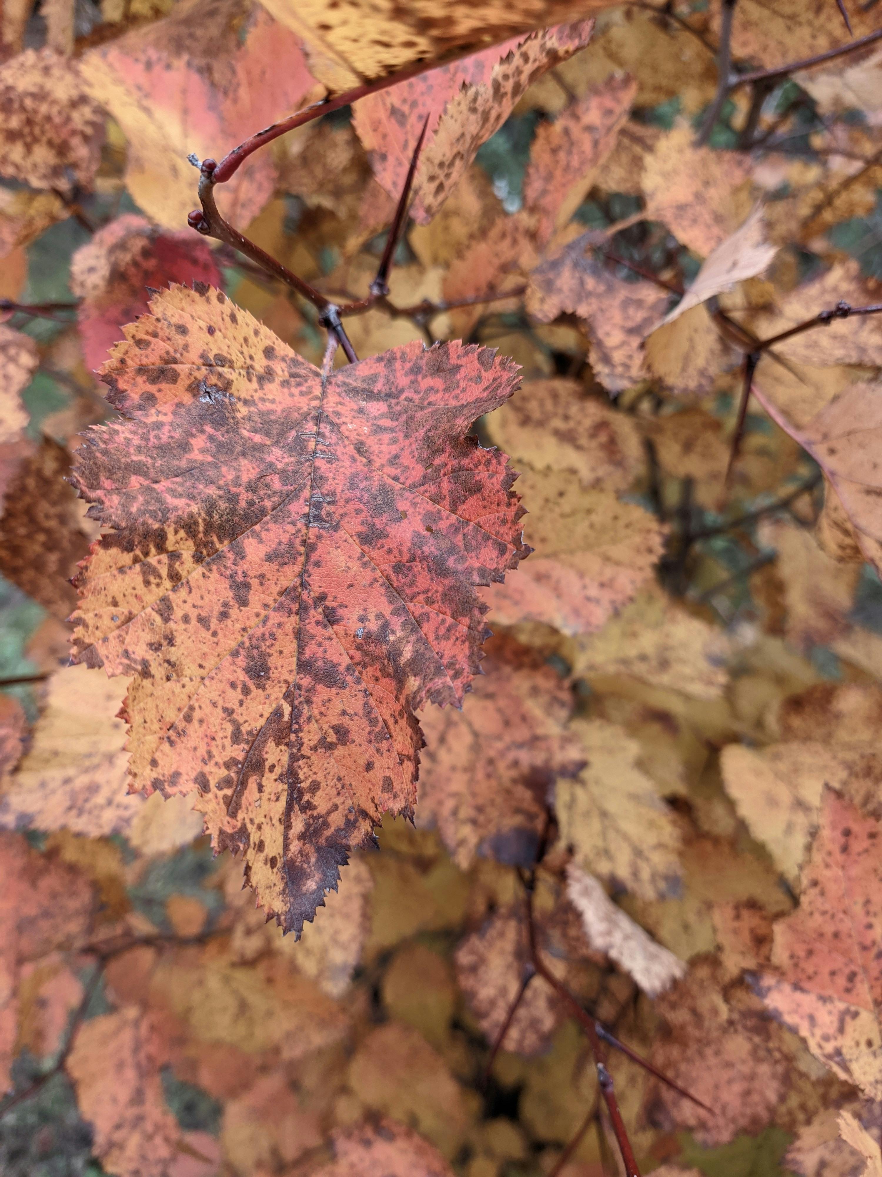 Ally Ross - Photography