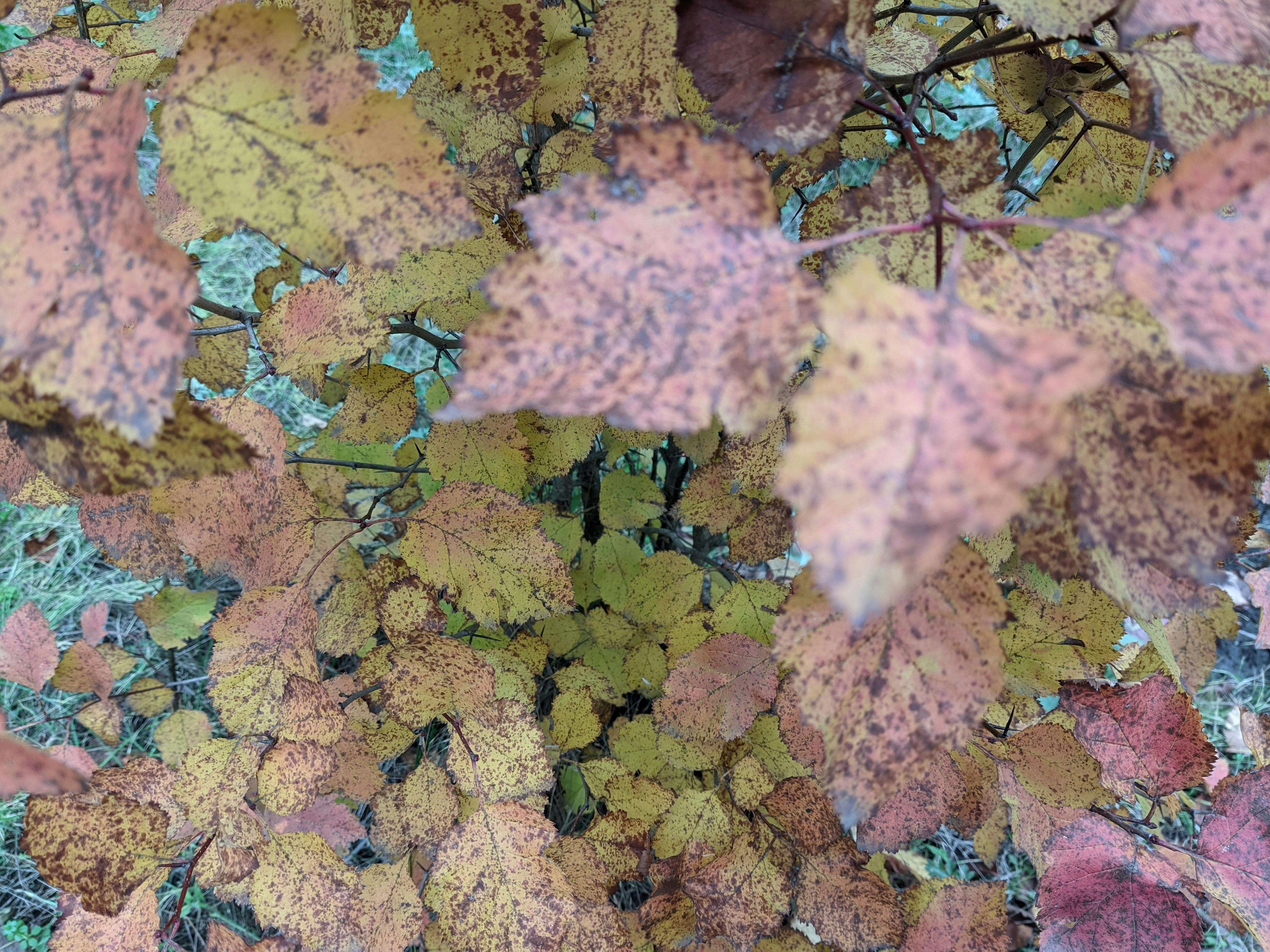 Ally Ross - Photography