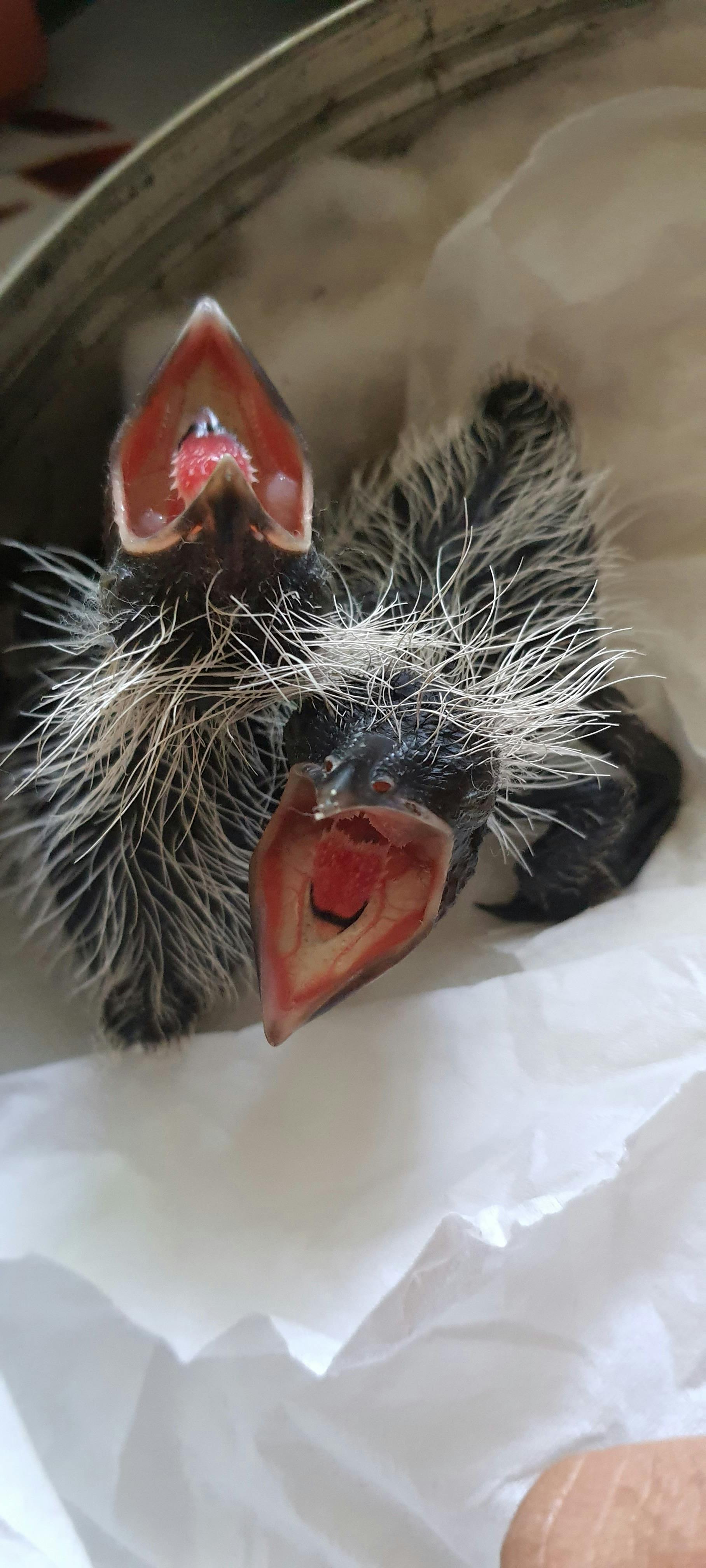 NEIL RASQUINHA - Photography