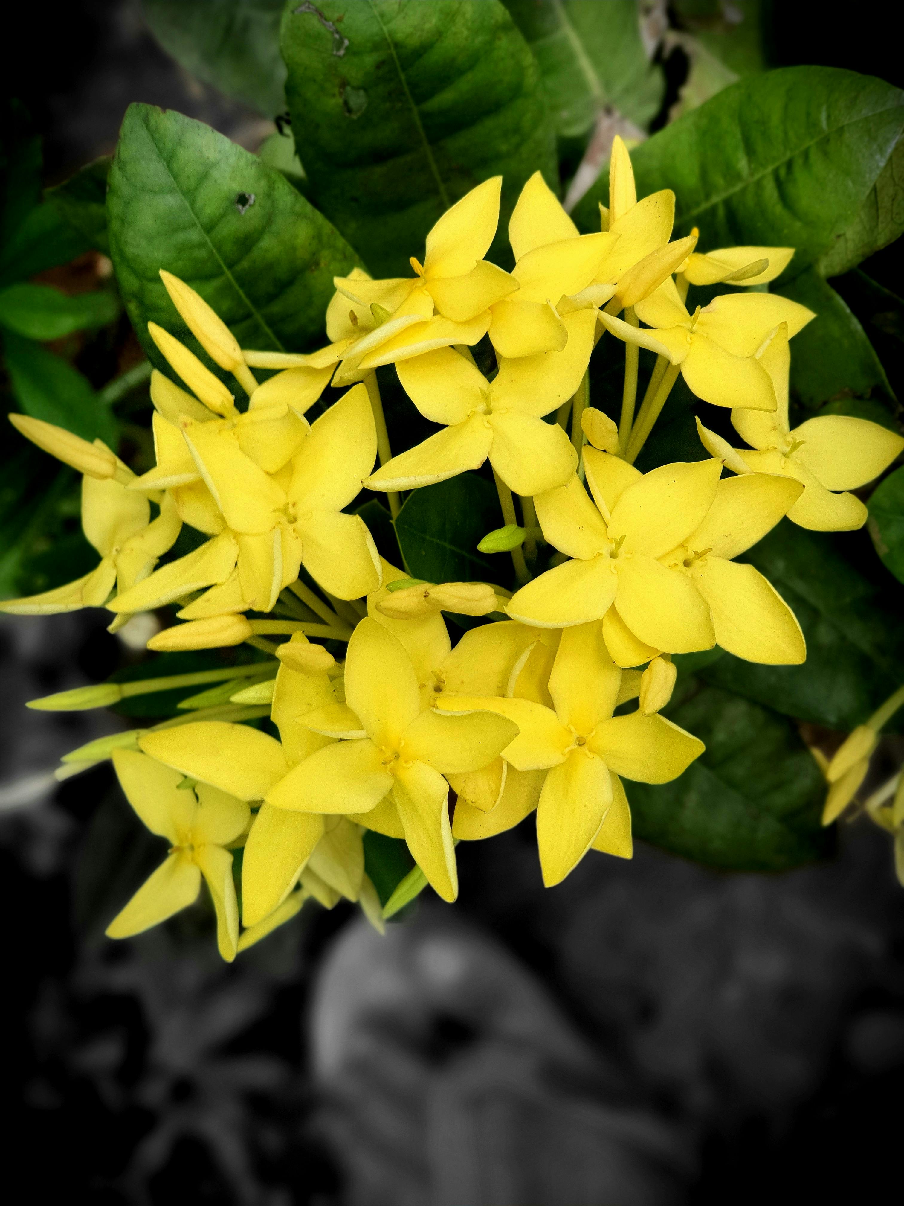 NEIL RASQUINHA - Photography