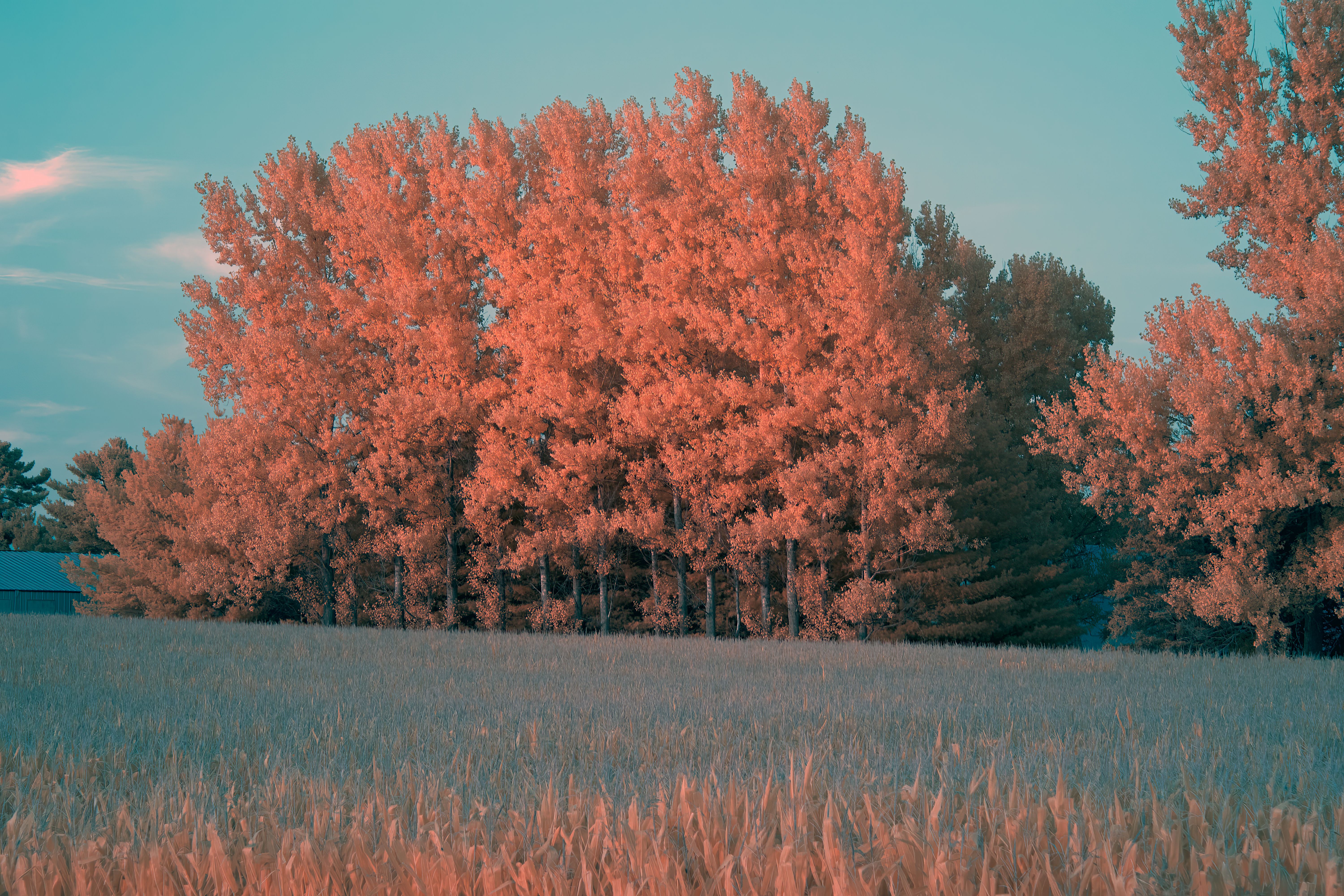 Brown Trees on Brown Grass Field During Autumn Season · Free Stock Photo