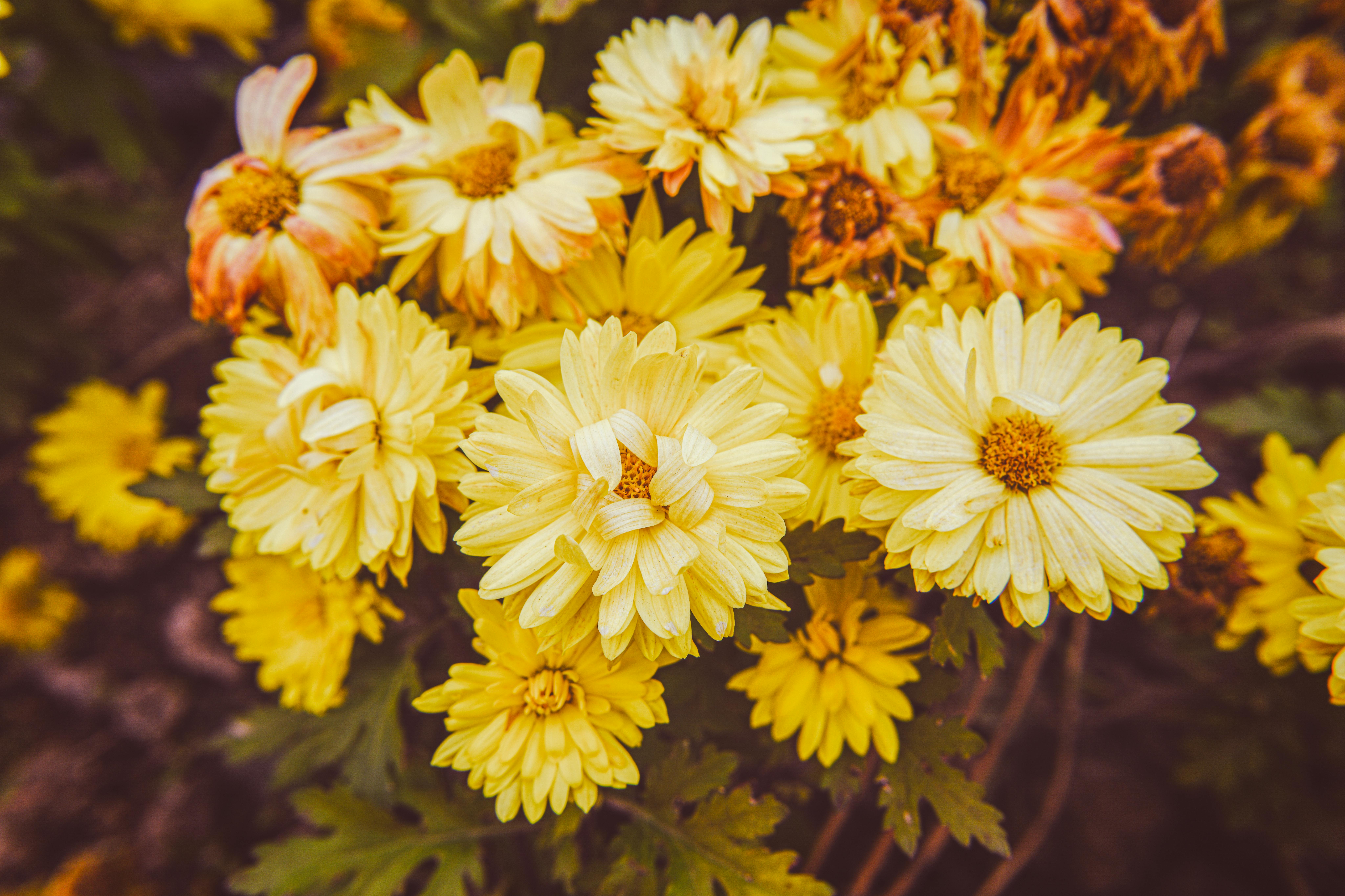 Yellow Daisies Laid on Yellow Surface · Free Stock Photo