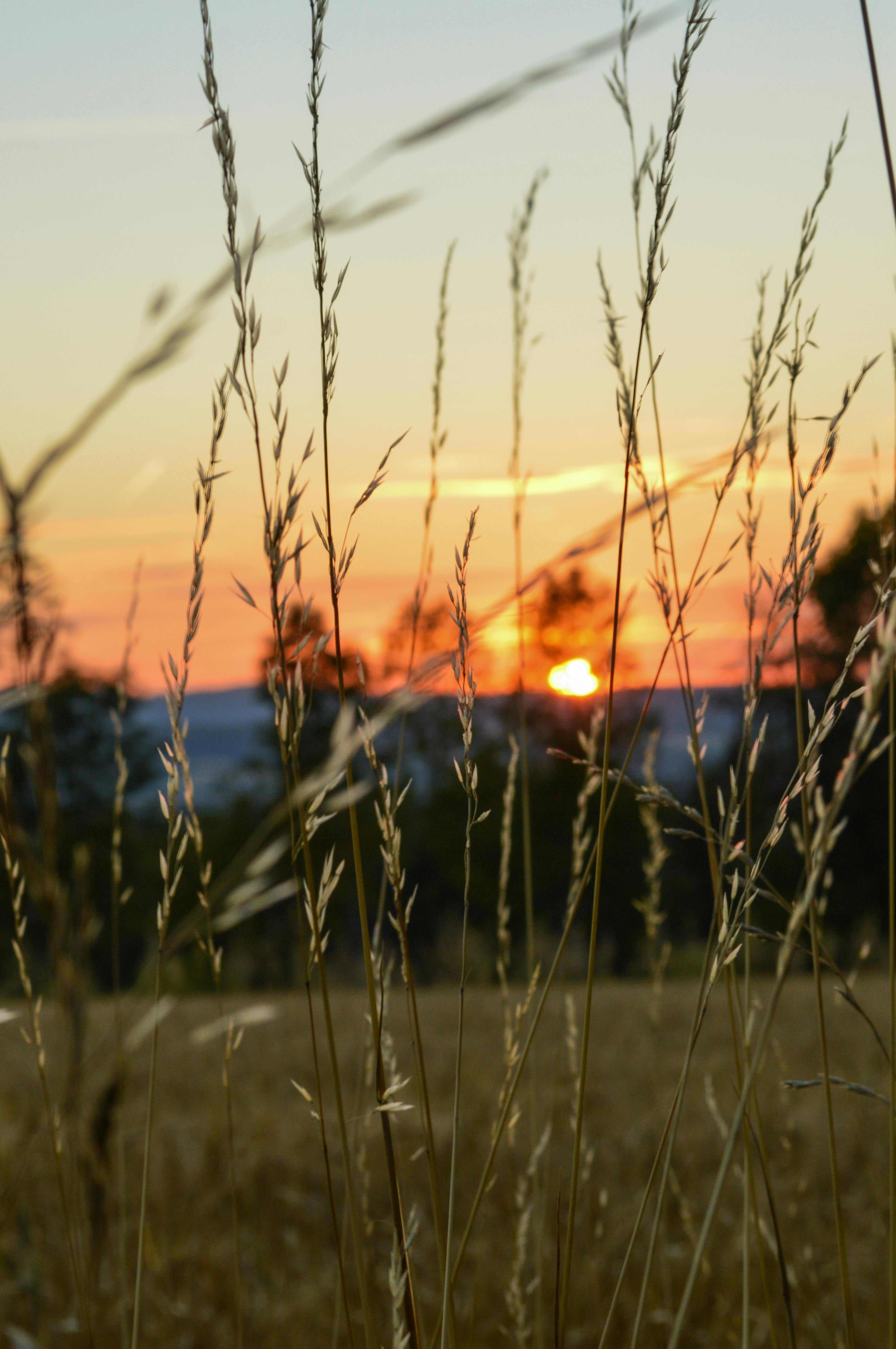 Wildflowers Growing in Tall Meadow Grass · Free Stock Photo