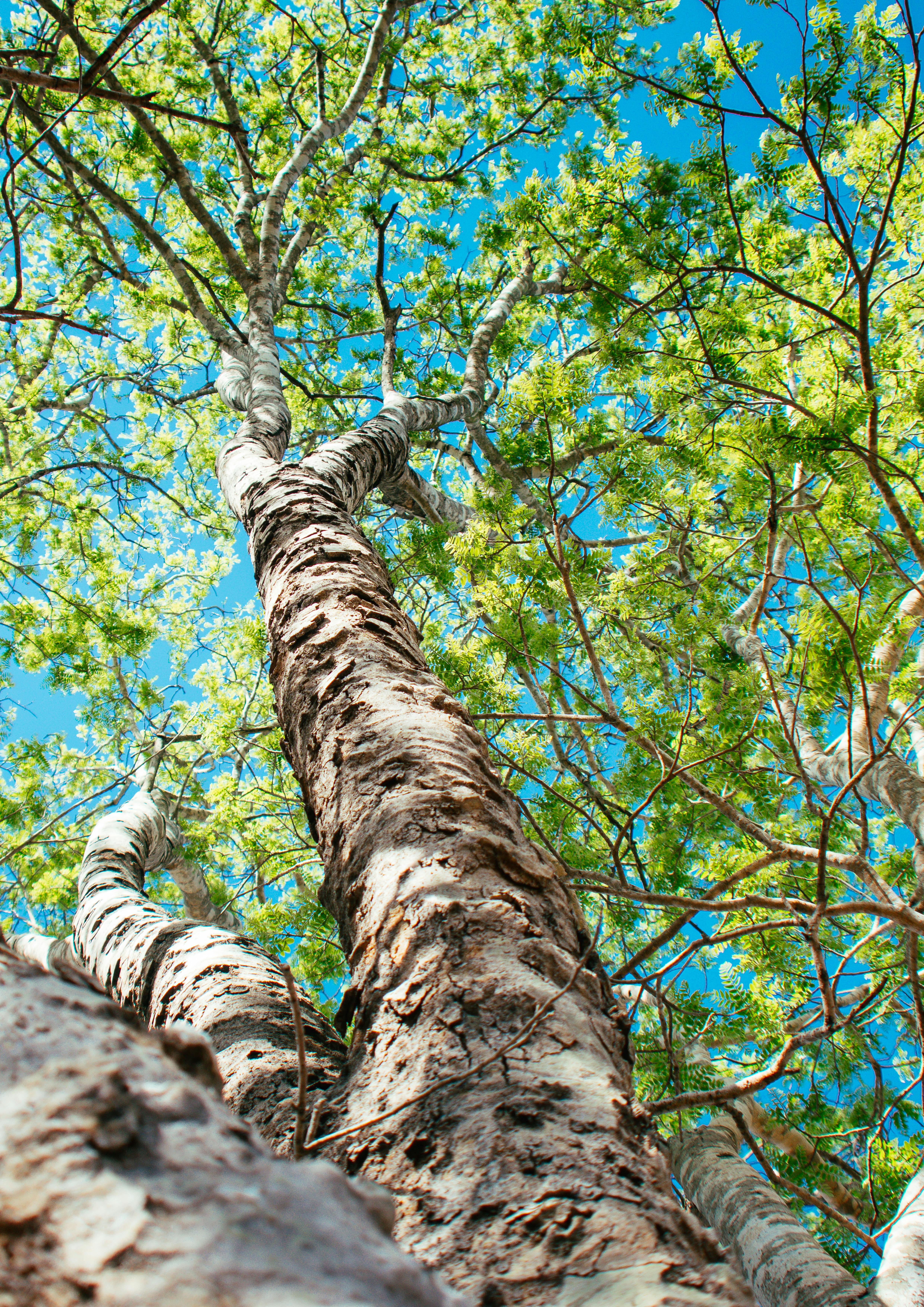 Low Angle Photography of Green Tree · Free Stock Photo