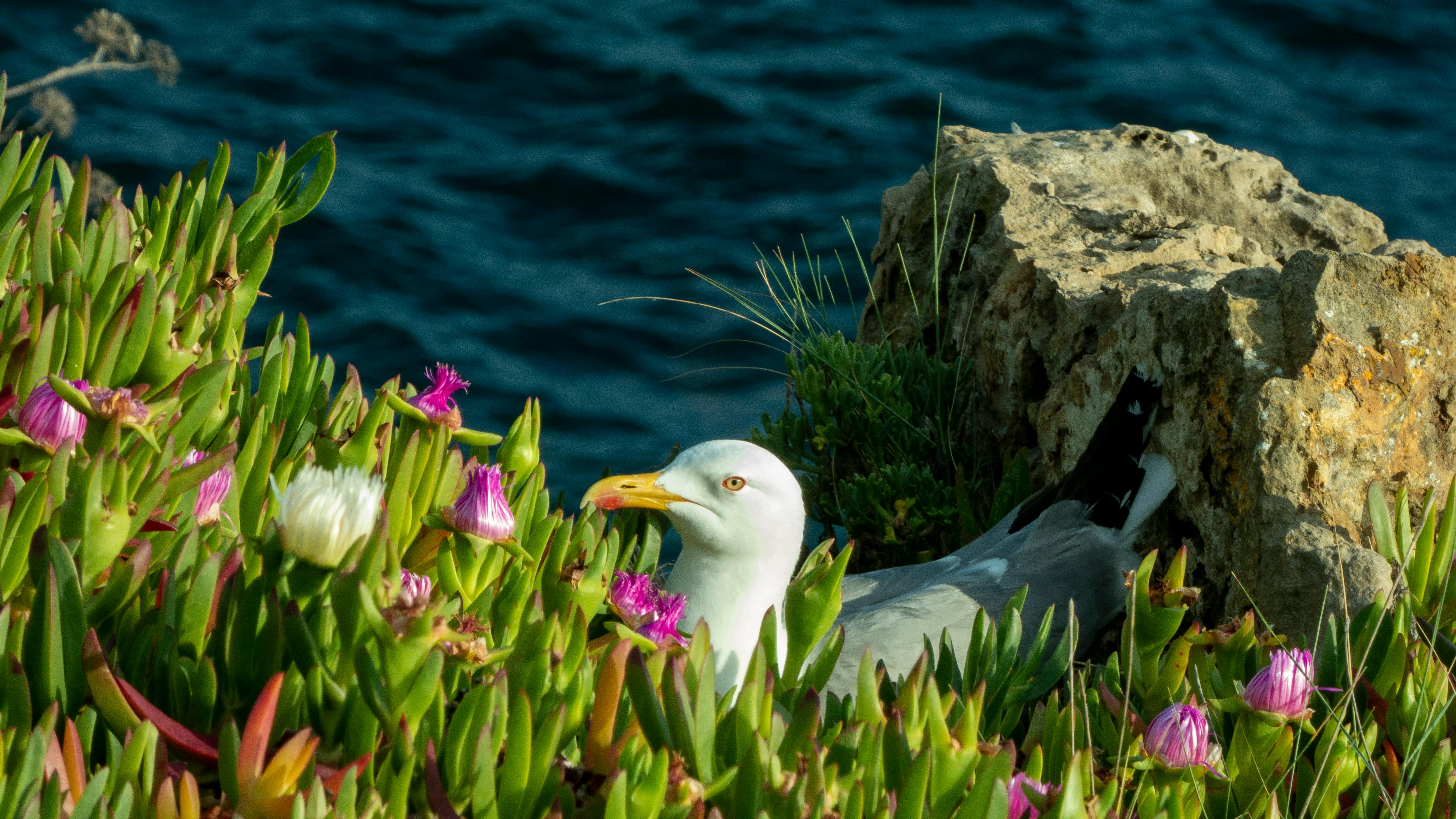 Yellow-legged Gull on Purple Flower Field · Free Stock Photo