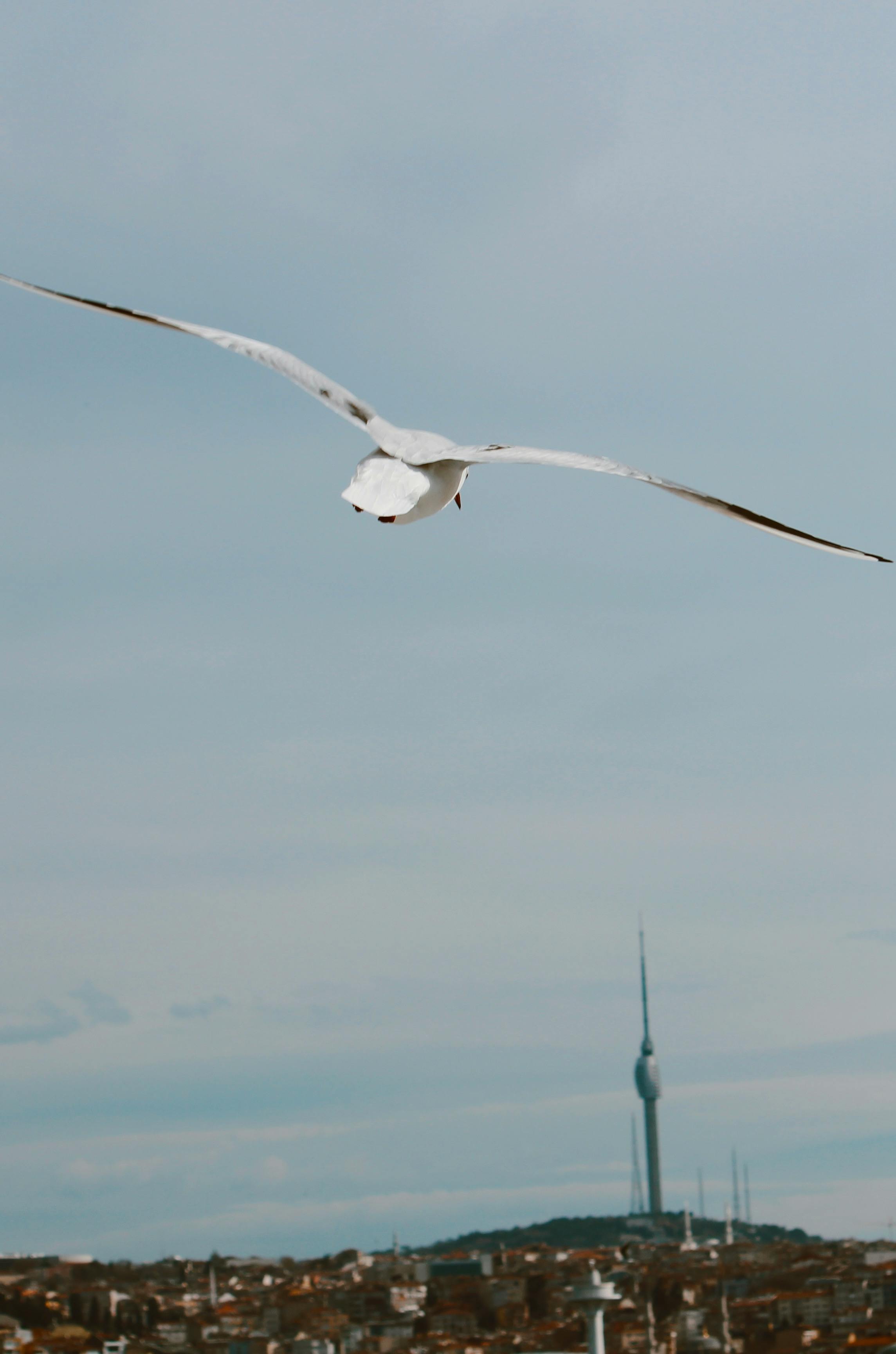 Photo of a Flying White Bird · Free Stock Photo