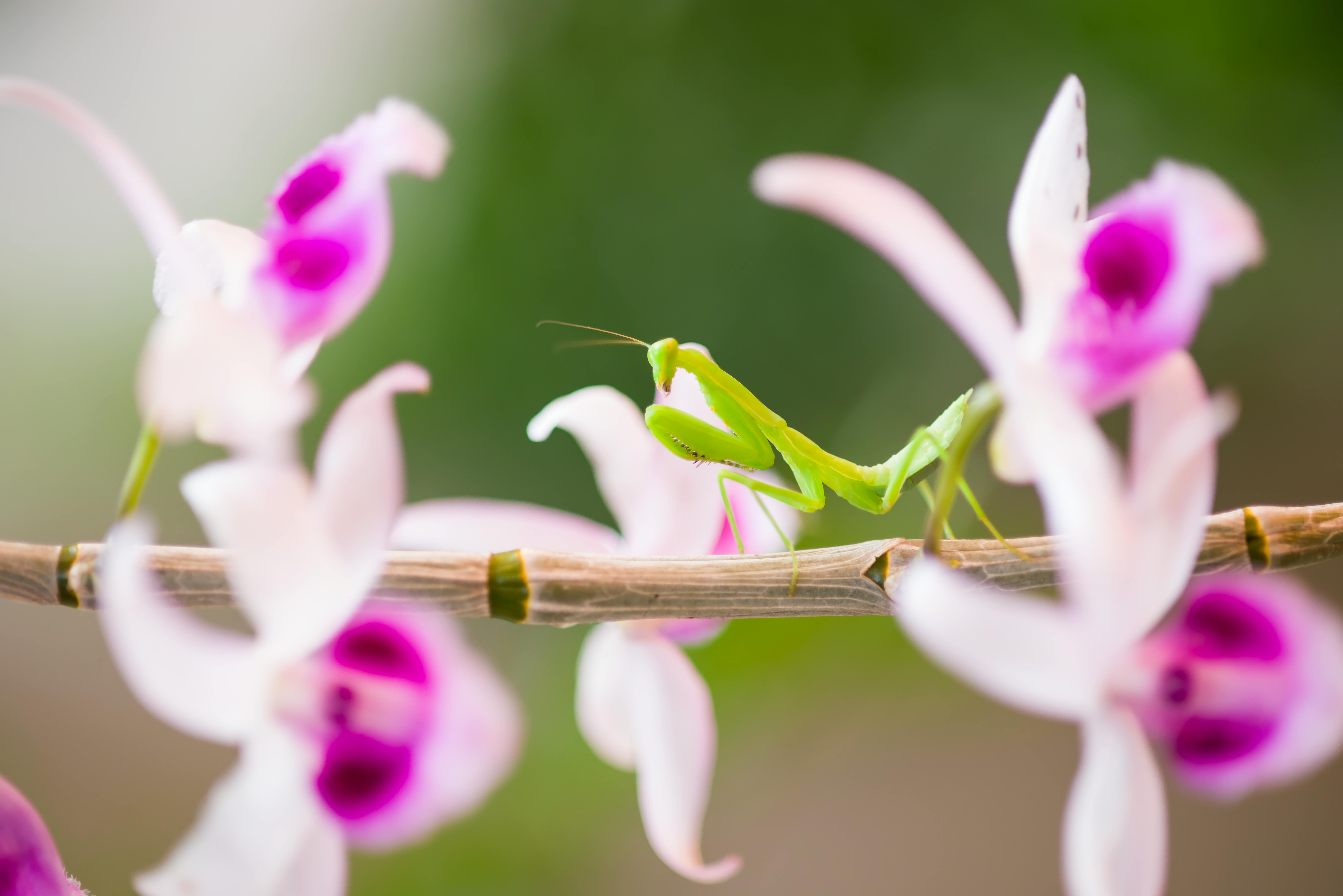 Orchid Mantis Insect Photos, Download The BEST Free Orchid Mantis ...