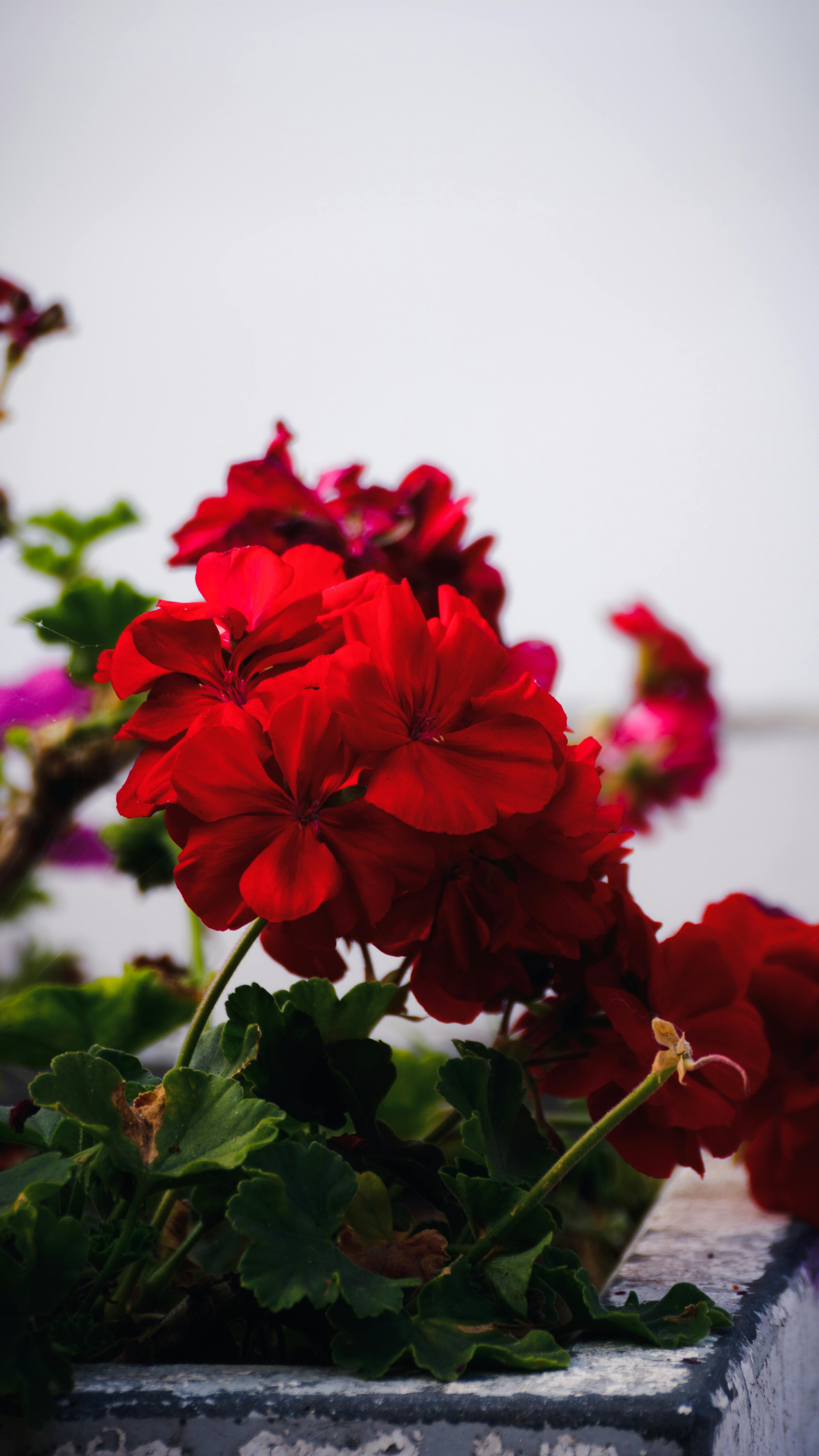Red Geranium Flowers · Free Stock Photo