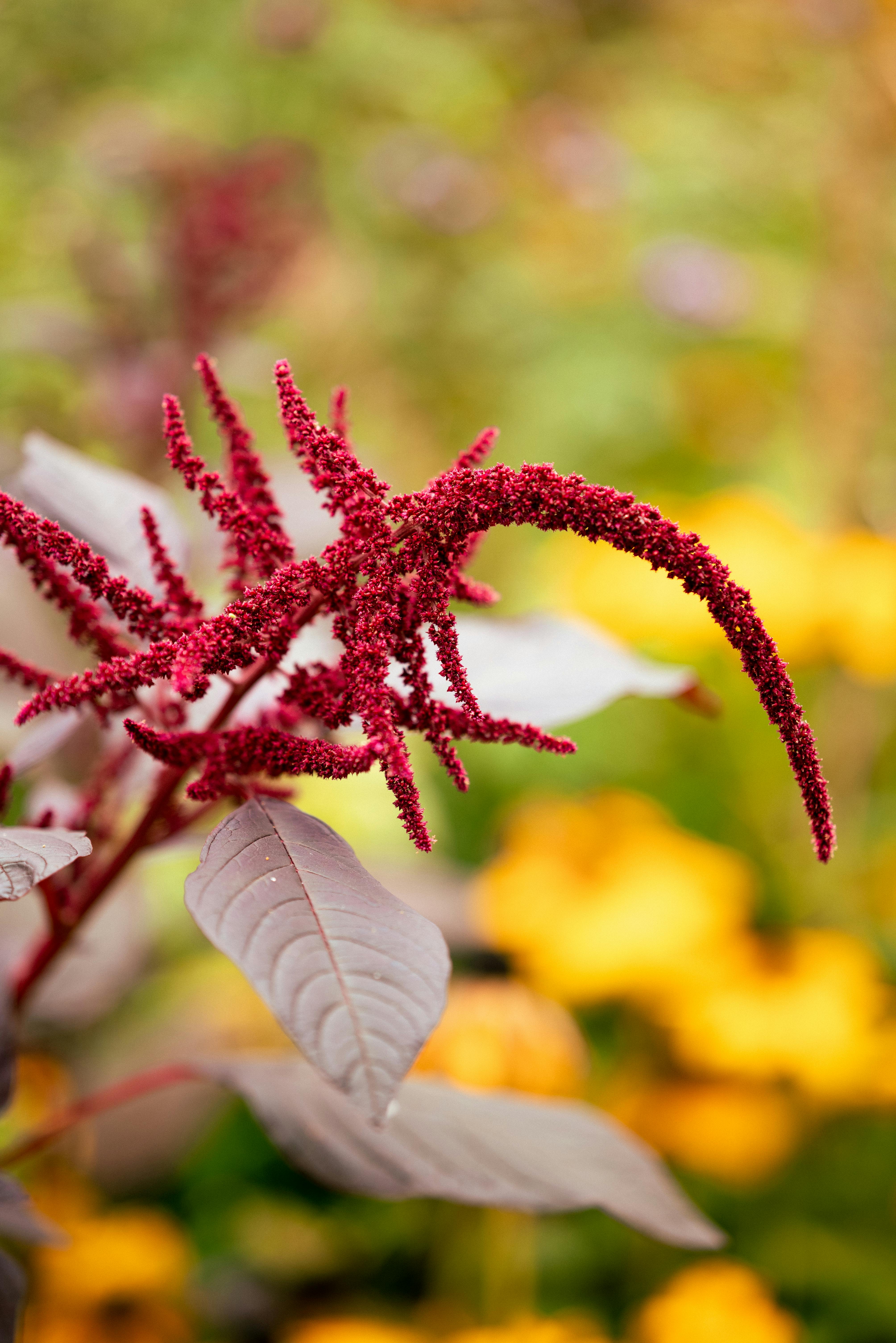 Amaranth Plant · Free Stock Photo