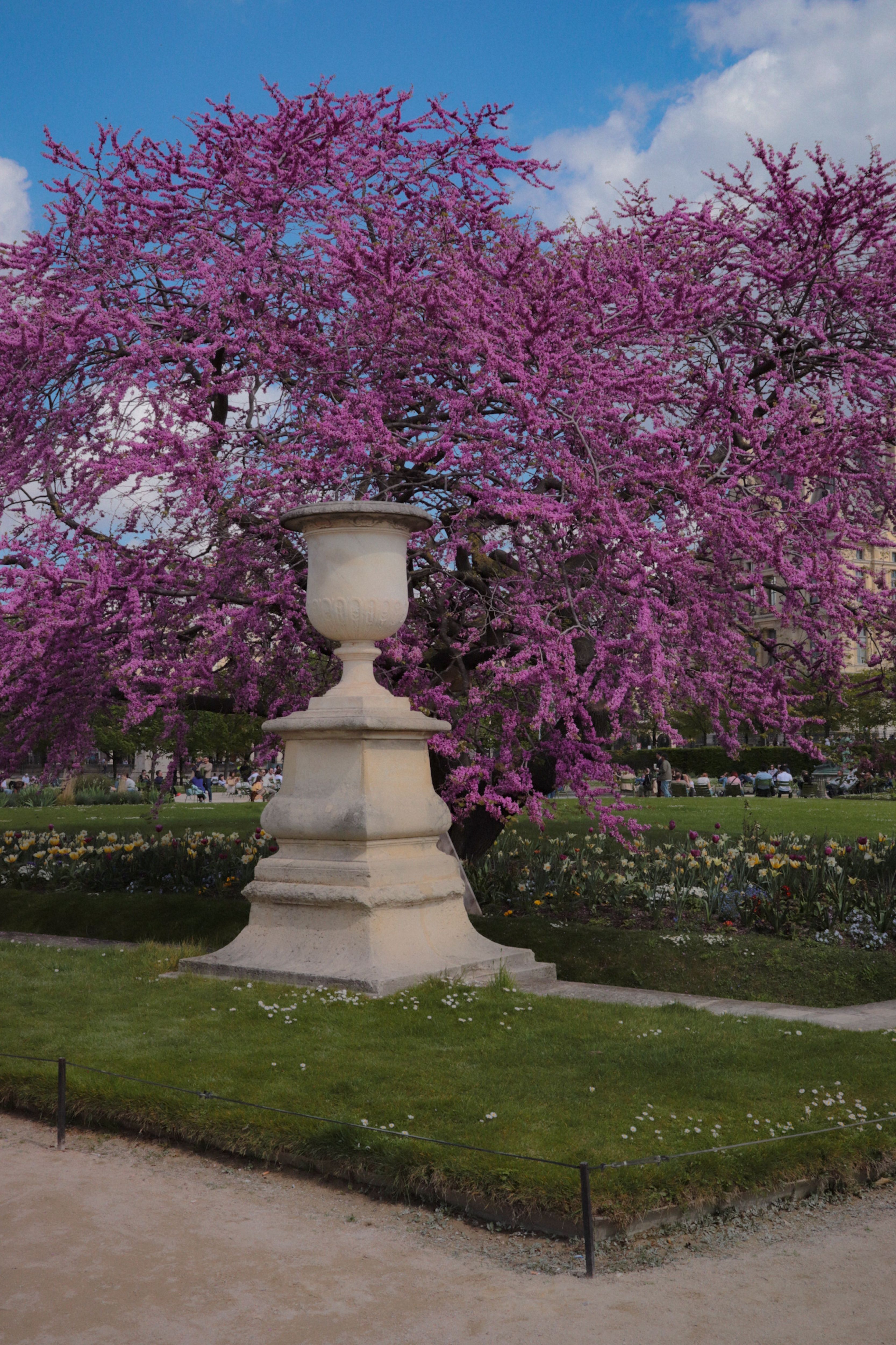 Easter Redbud Photos, Download The BEST Free Easter Redbud Stock Photos ...