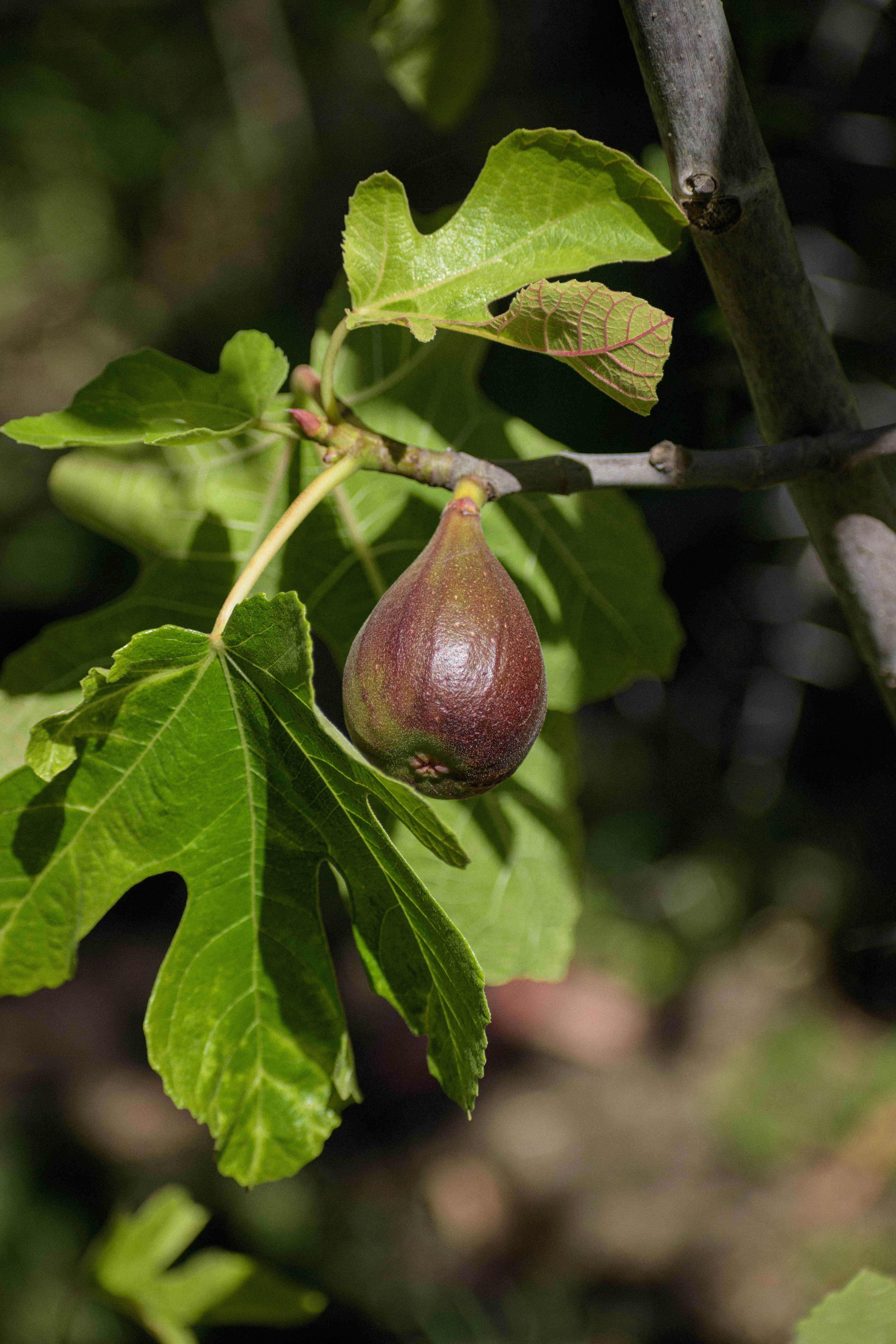 Close-up of a Fig Fruit on a Branch · Free Stock Photo