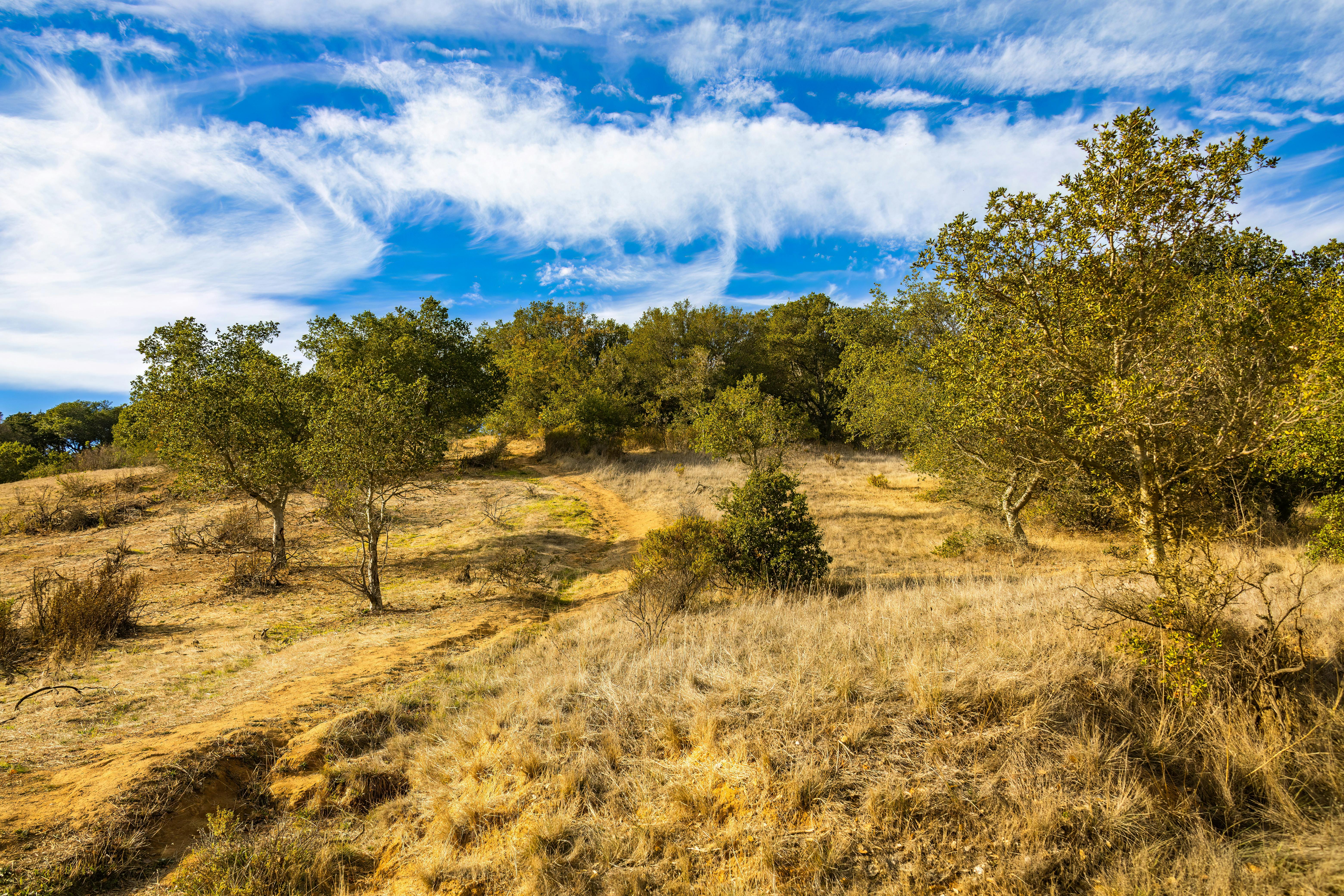 Green Trees on Hillside · Free Stock Photo