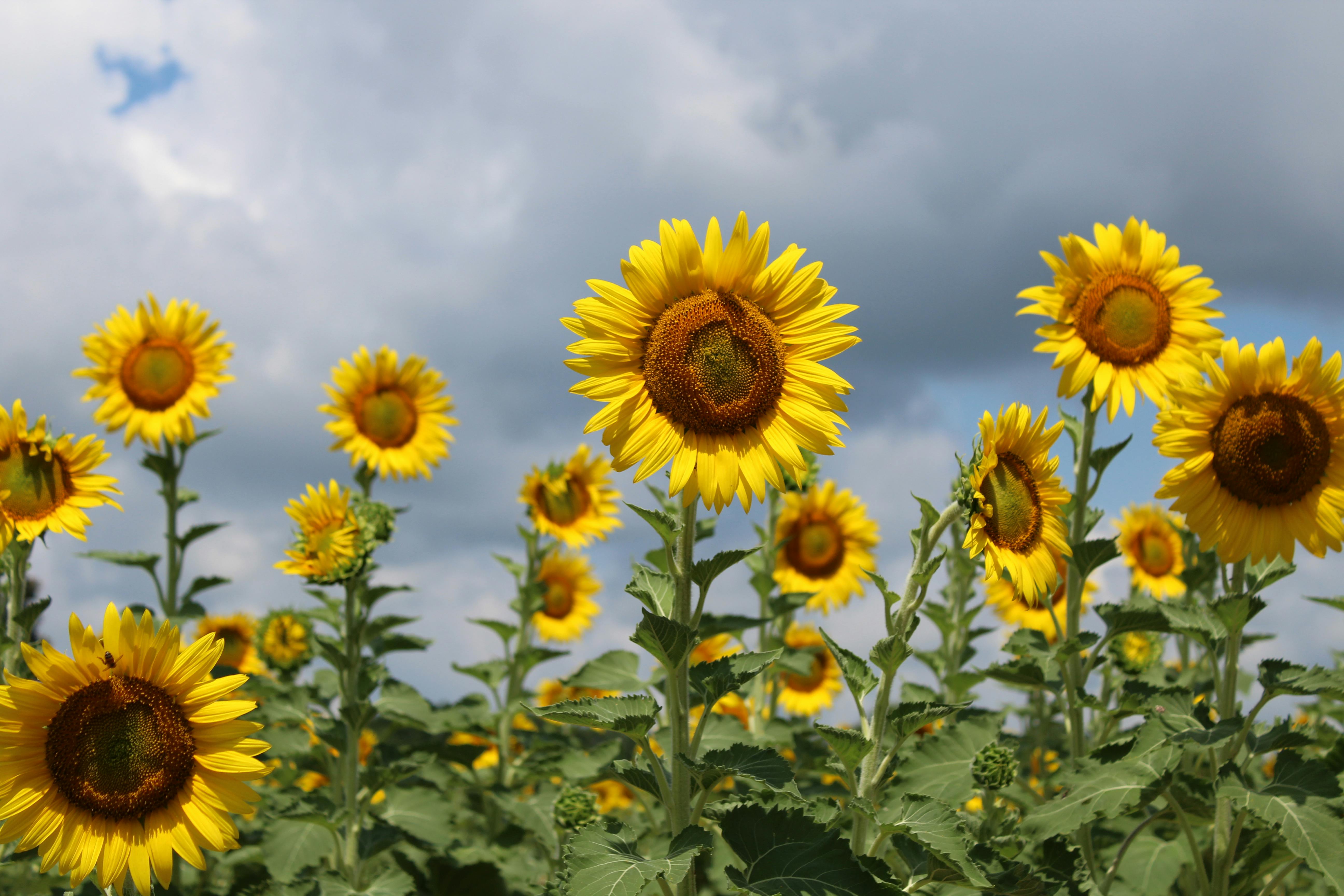 Photo of a Sunflower Field · Free Stock Photo