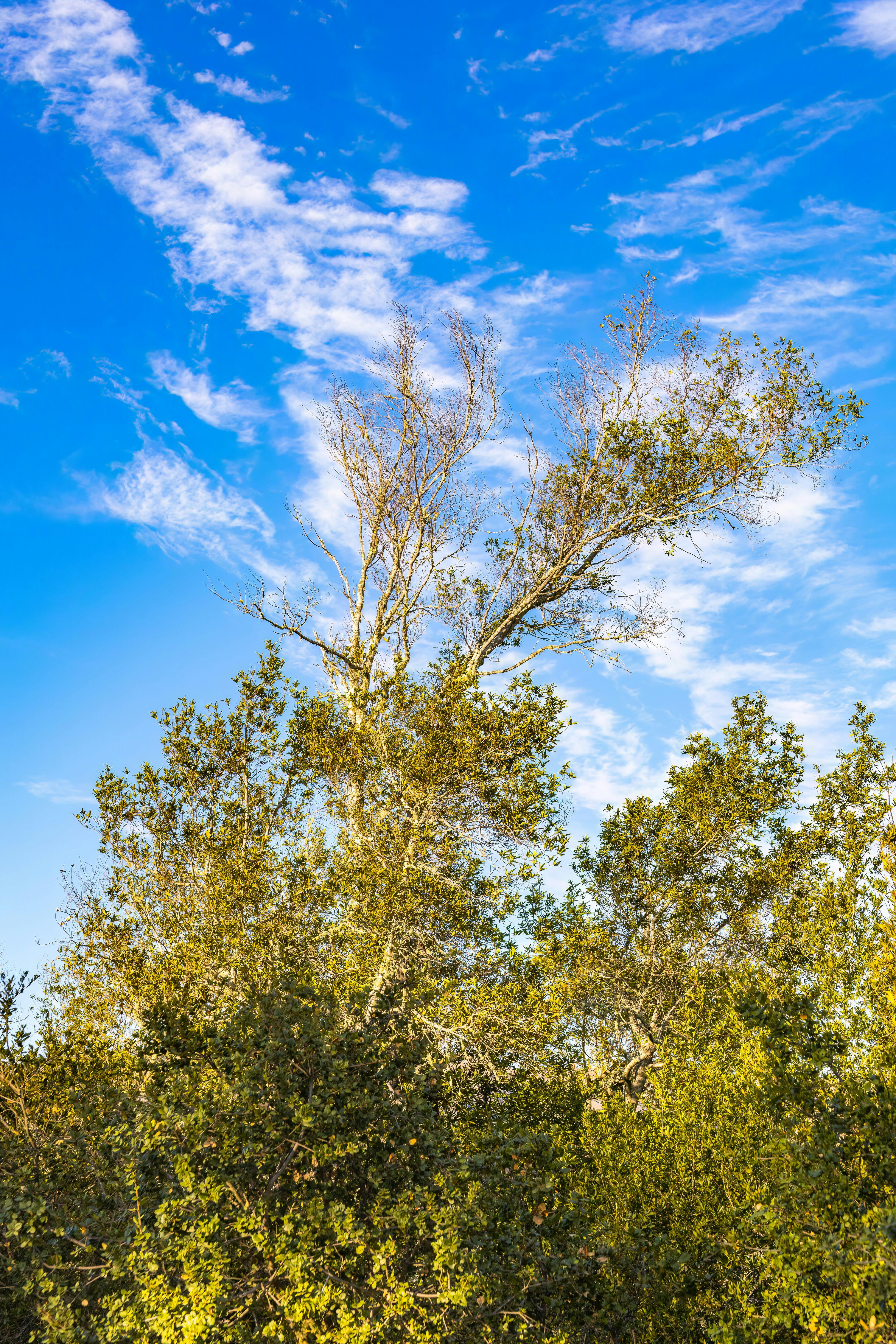 A Tree Under Blue Sky · Free Stock Photo