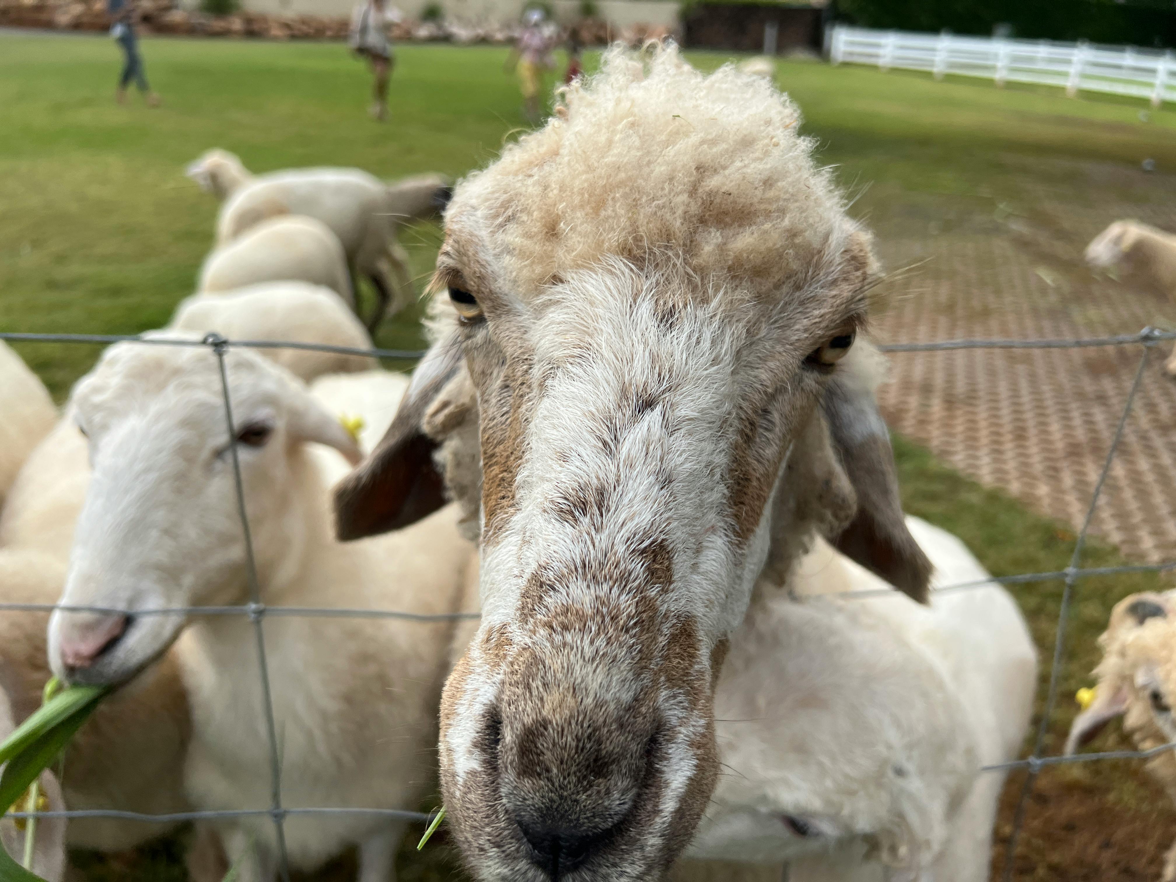 Thanradee Maturos - 摄影