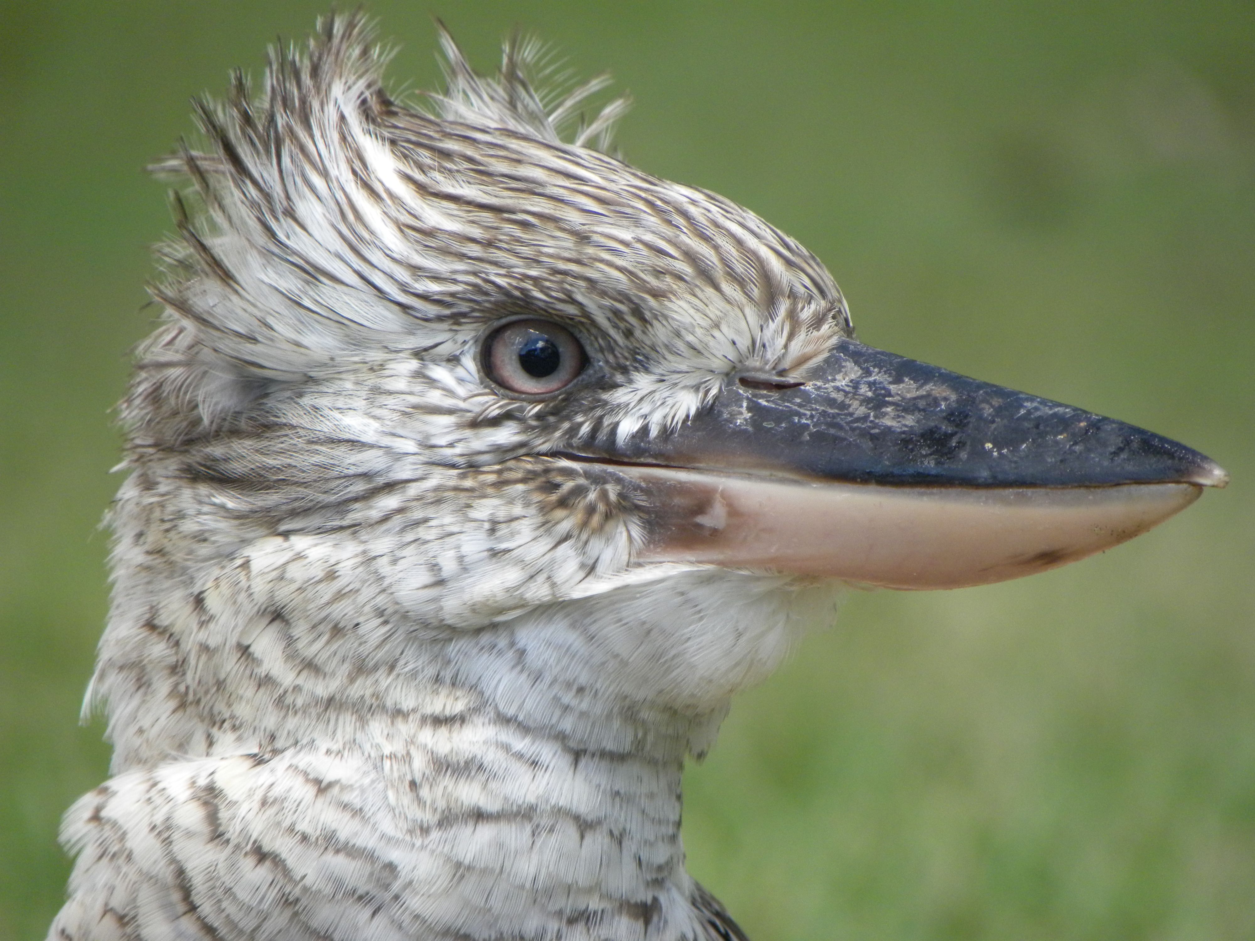Kookaburra Photos, Download The BEST Free Kookaburra Stock Photos & HD ...