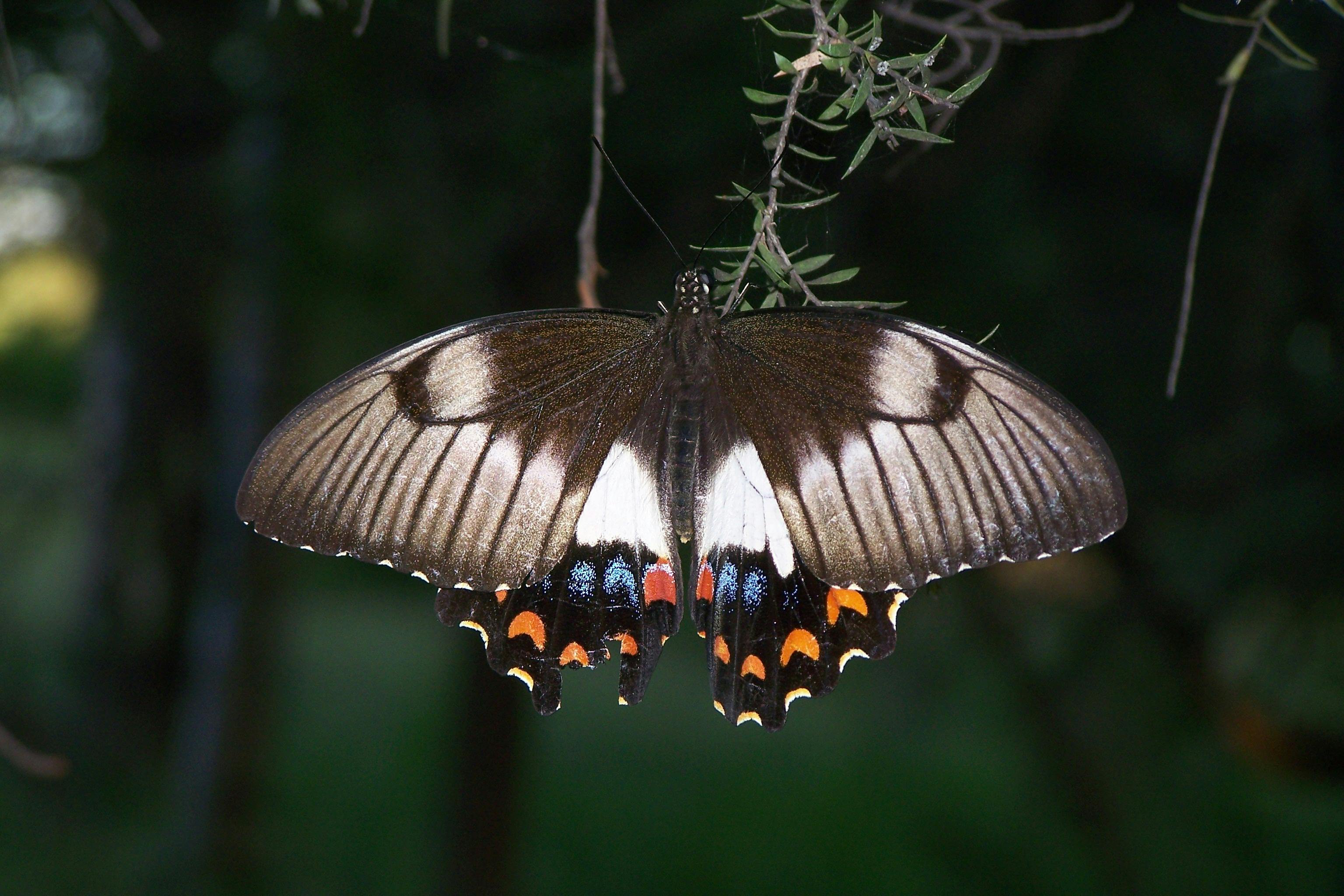 A Ruby-spotted Swallowtail Butterfly on a Windowsill · Free Stock Photo