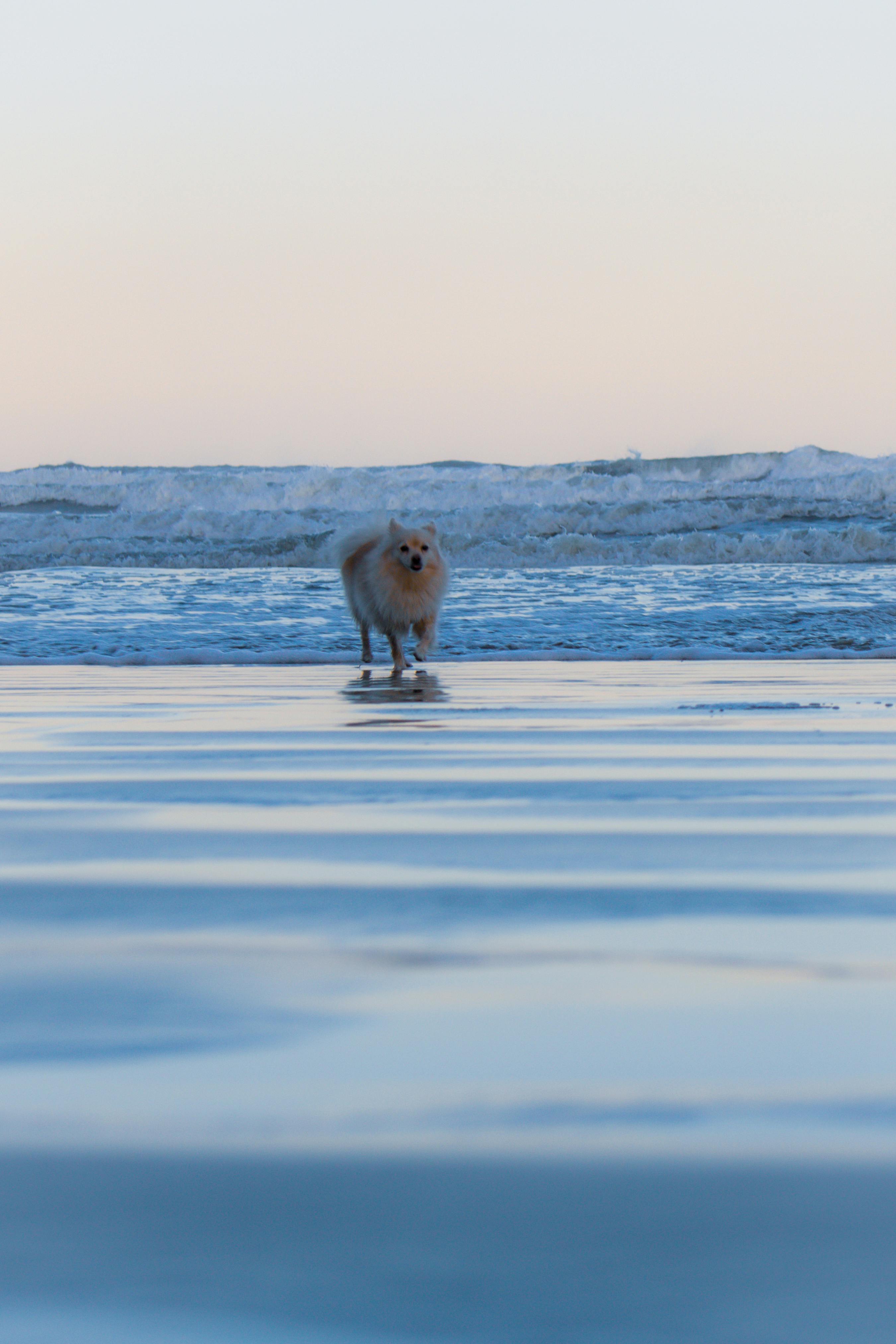 Photo of Dog By The Beach · Free Stock Photo