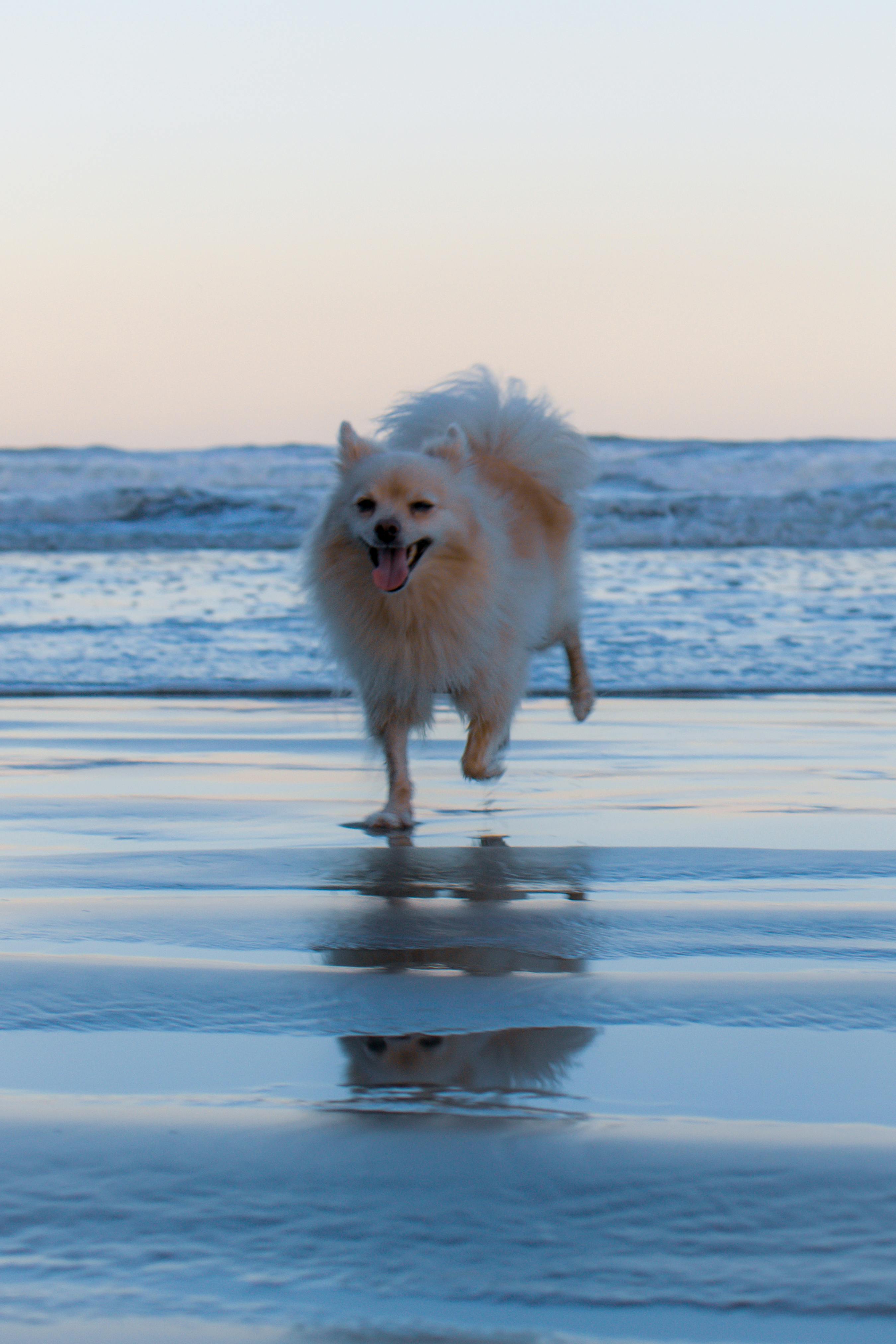 White Long Coat Small Dog on Seashore · Free Stock Photo
