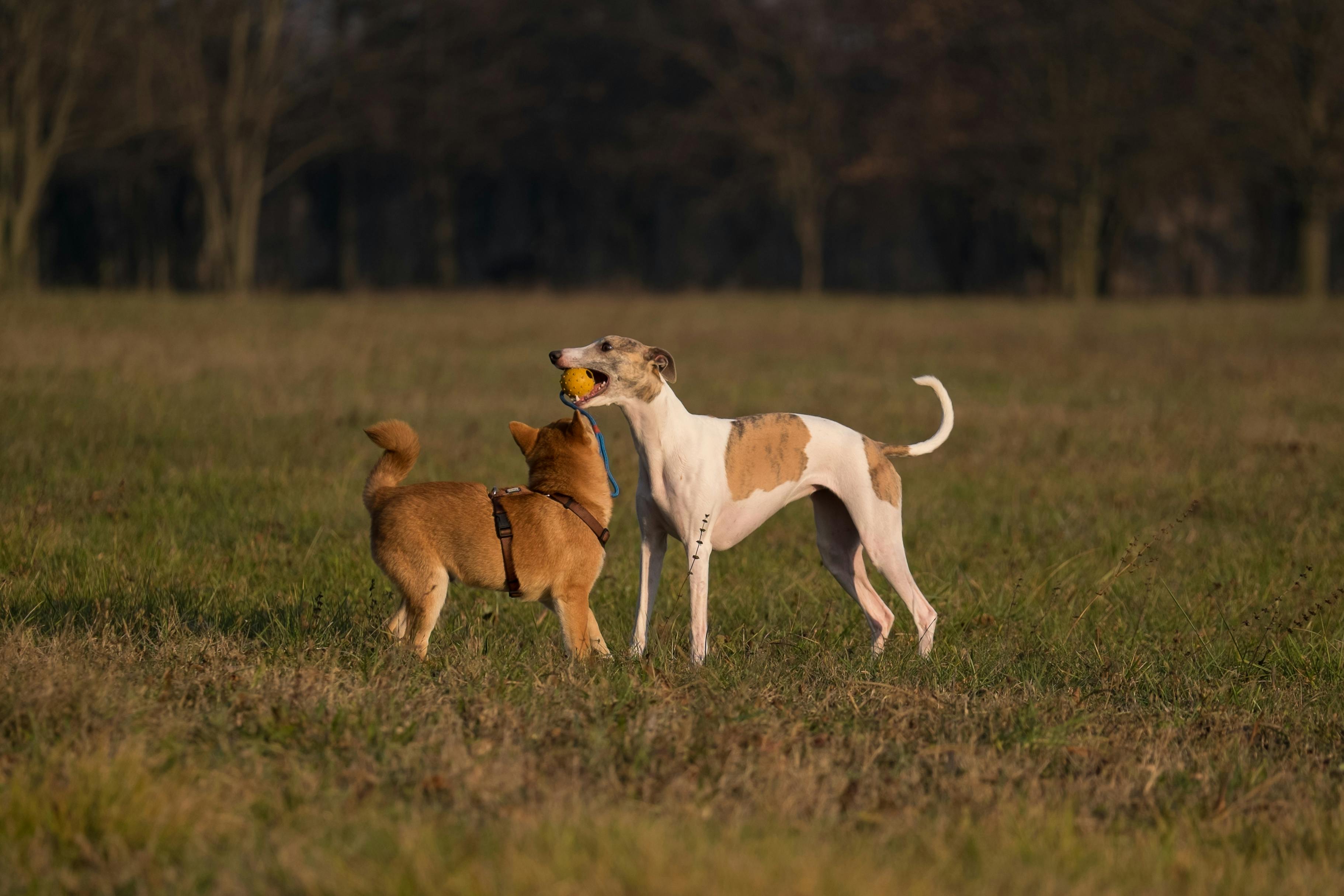 Exynox Scamper Photos, Download Free Exynox Scamper Stock Photos & HD ...