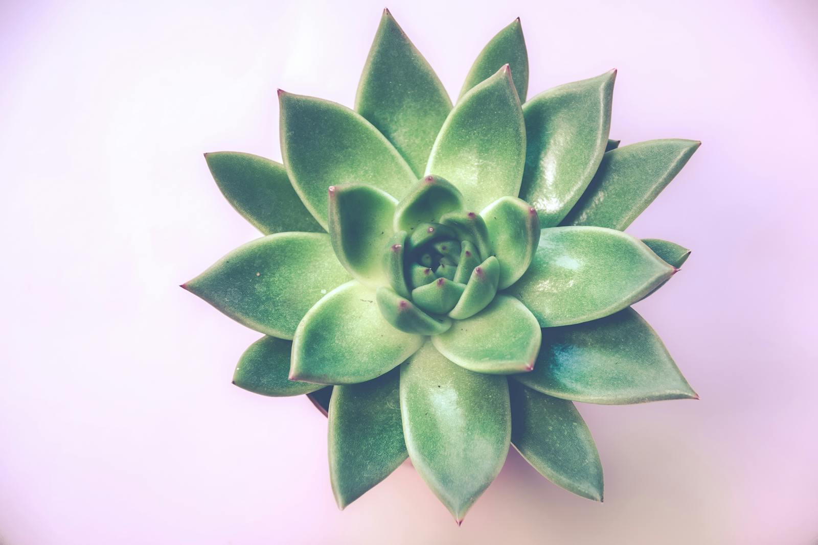 Succulent Photos, Download The BEST Free Succulent Stock Photos & HD Images