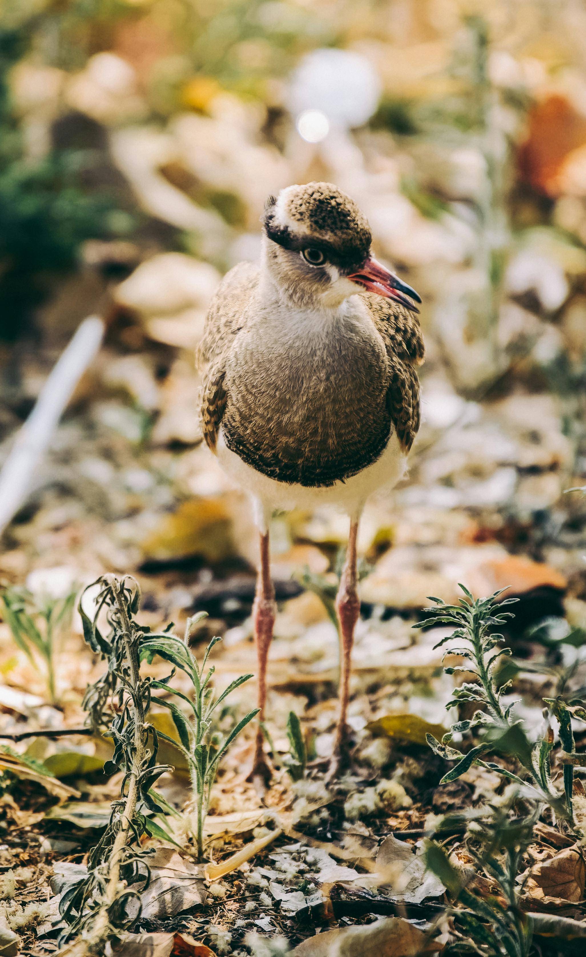 Kflow Moji - Photography