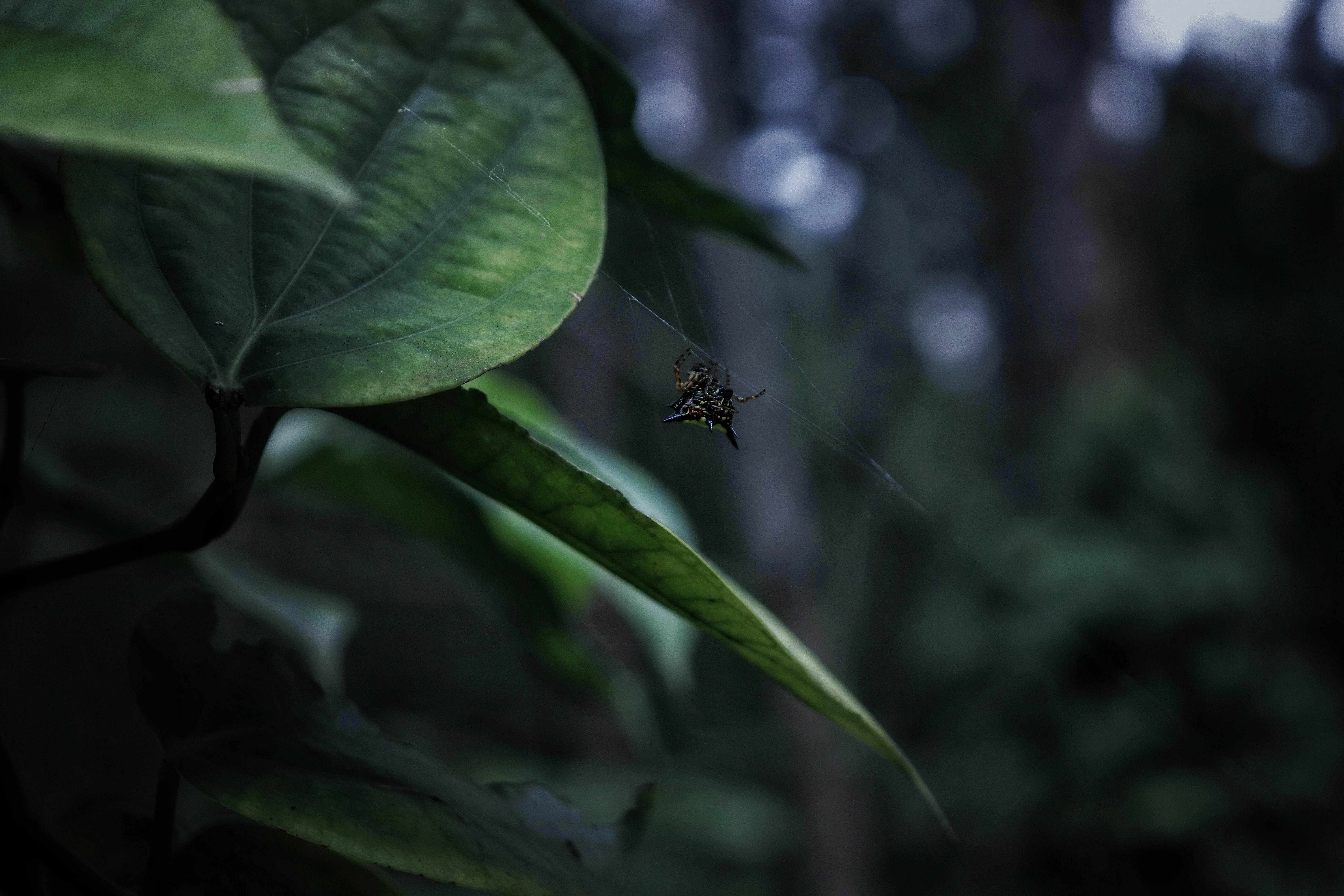 DHARANISH SAKTHIVEL - Fotografía