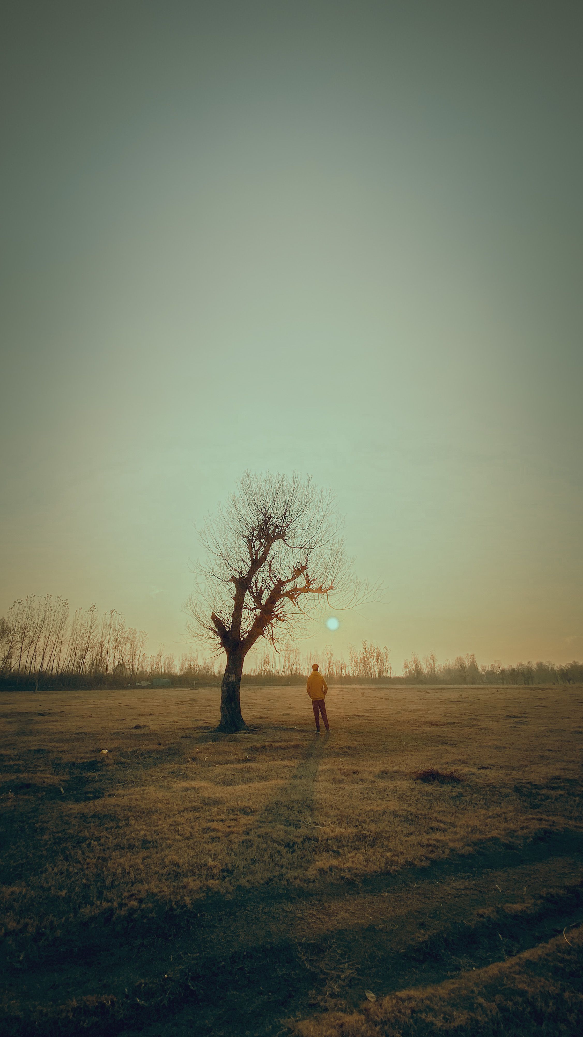 Person Standing Near Bare Tree on Grass Field · Free Stock Photo