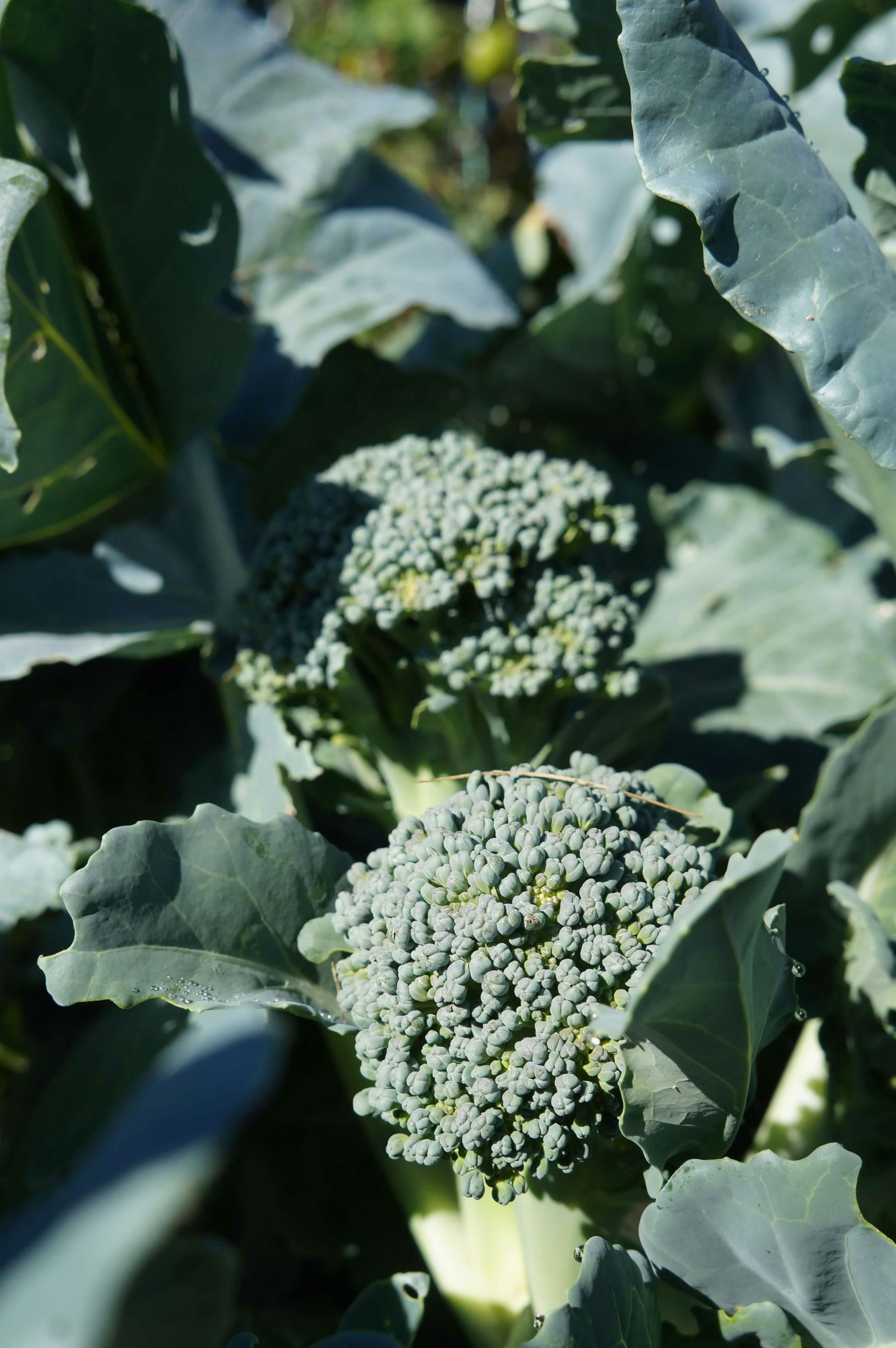 Annie Bailey - Fotografía